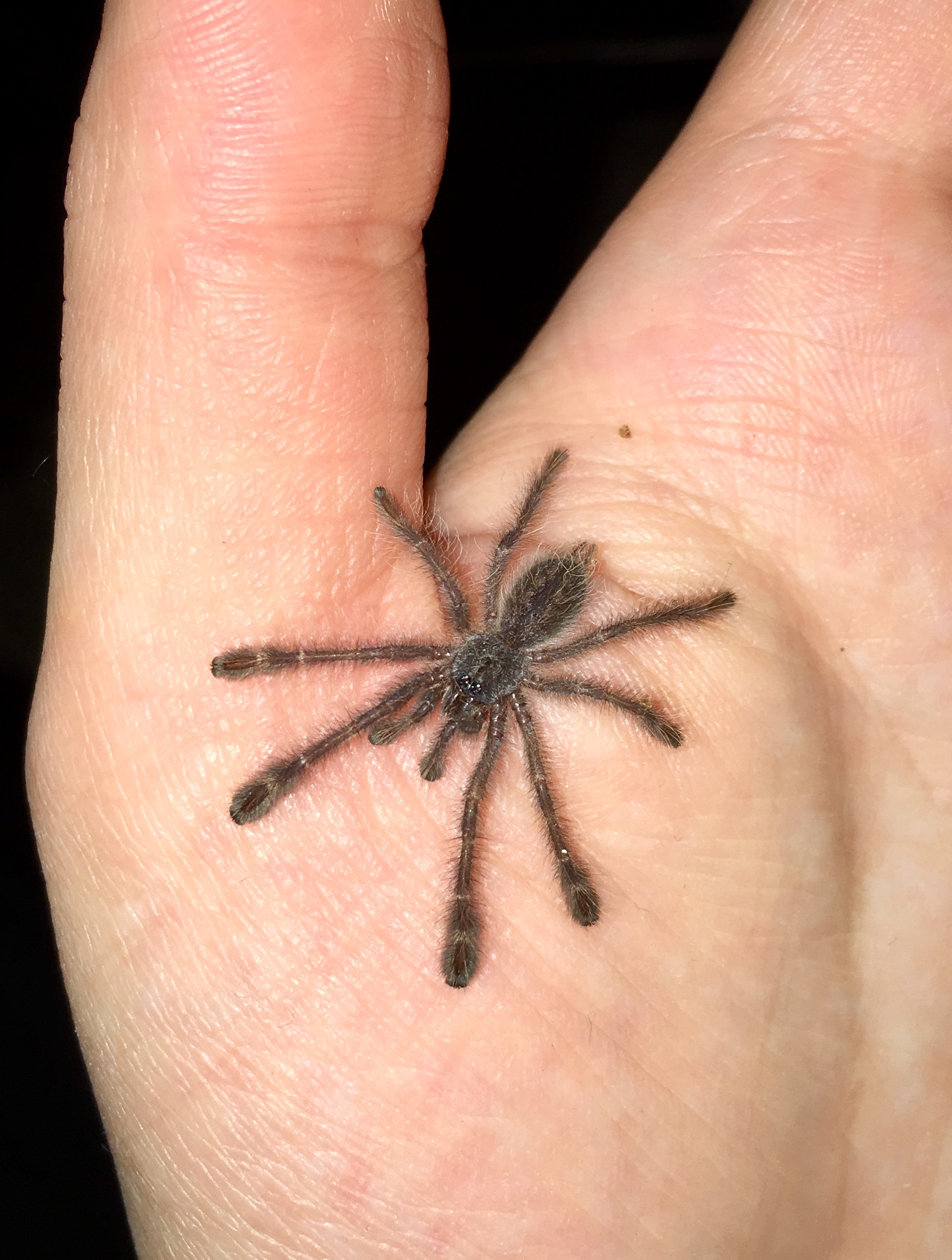 P rufilata "Rufie" | Tarantula Forum
