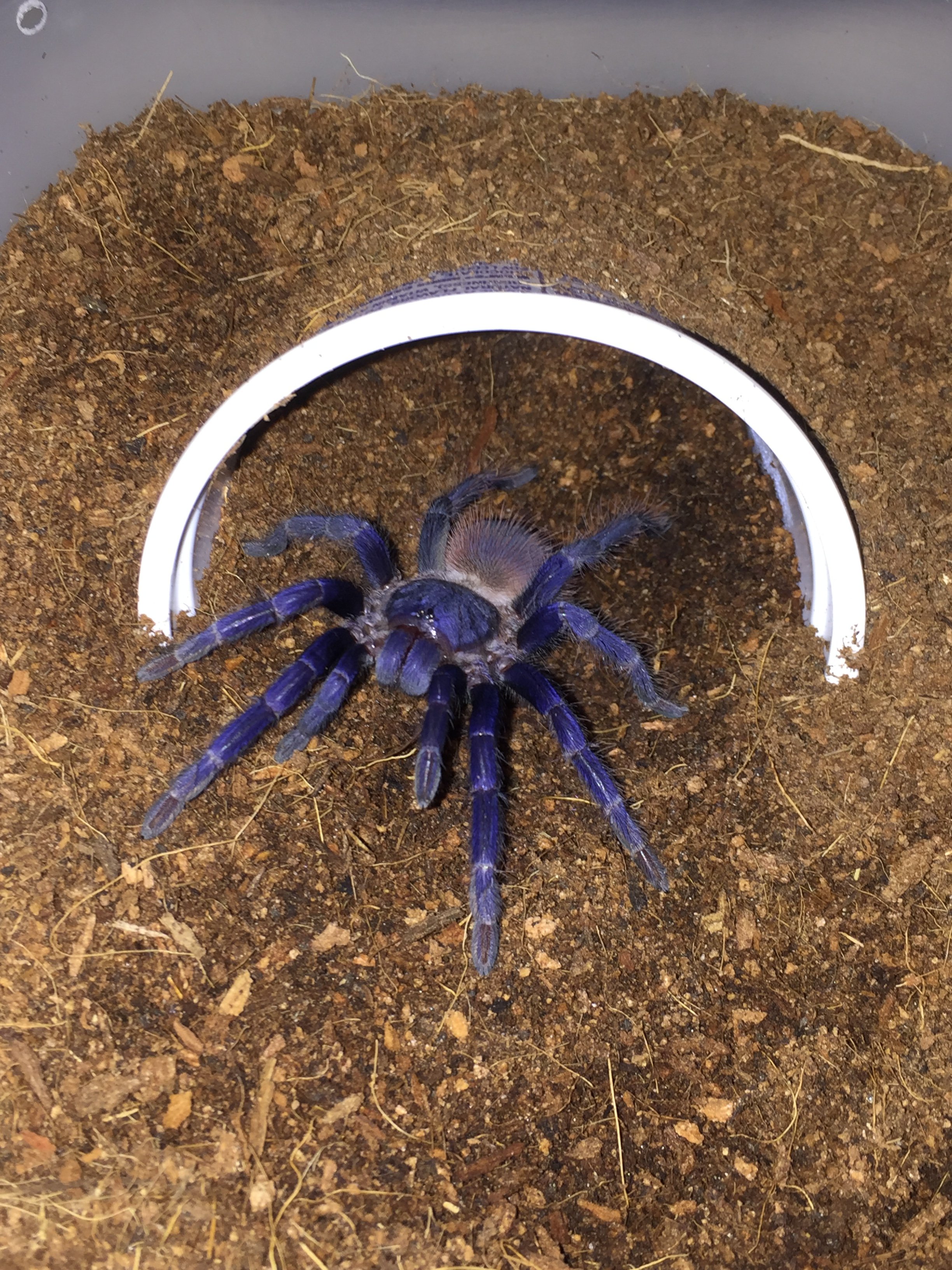 P sazimai | Tarantula Forum