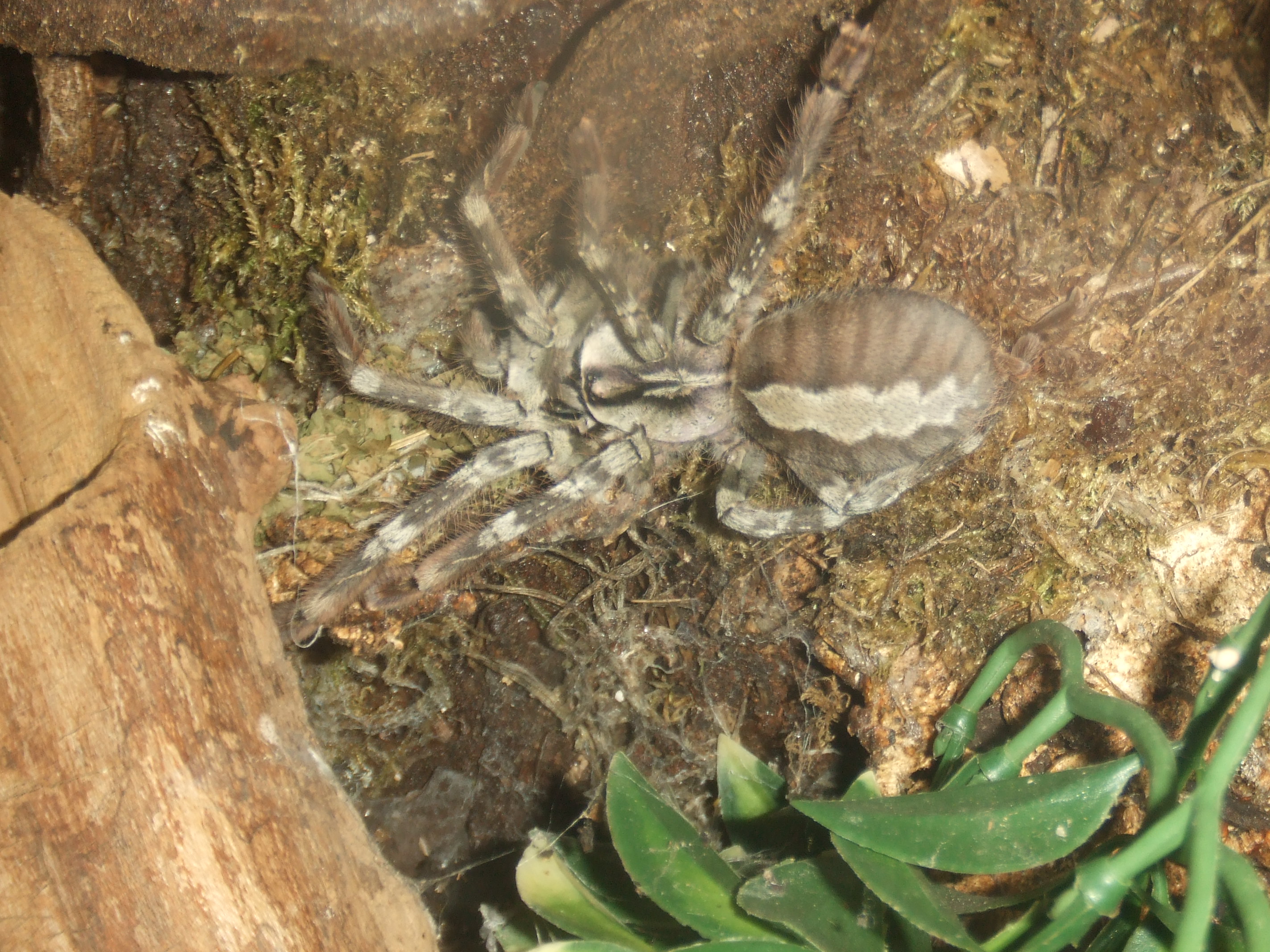 P. vittata | Tarantula Forum