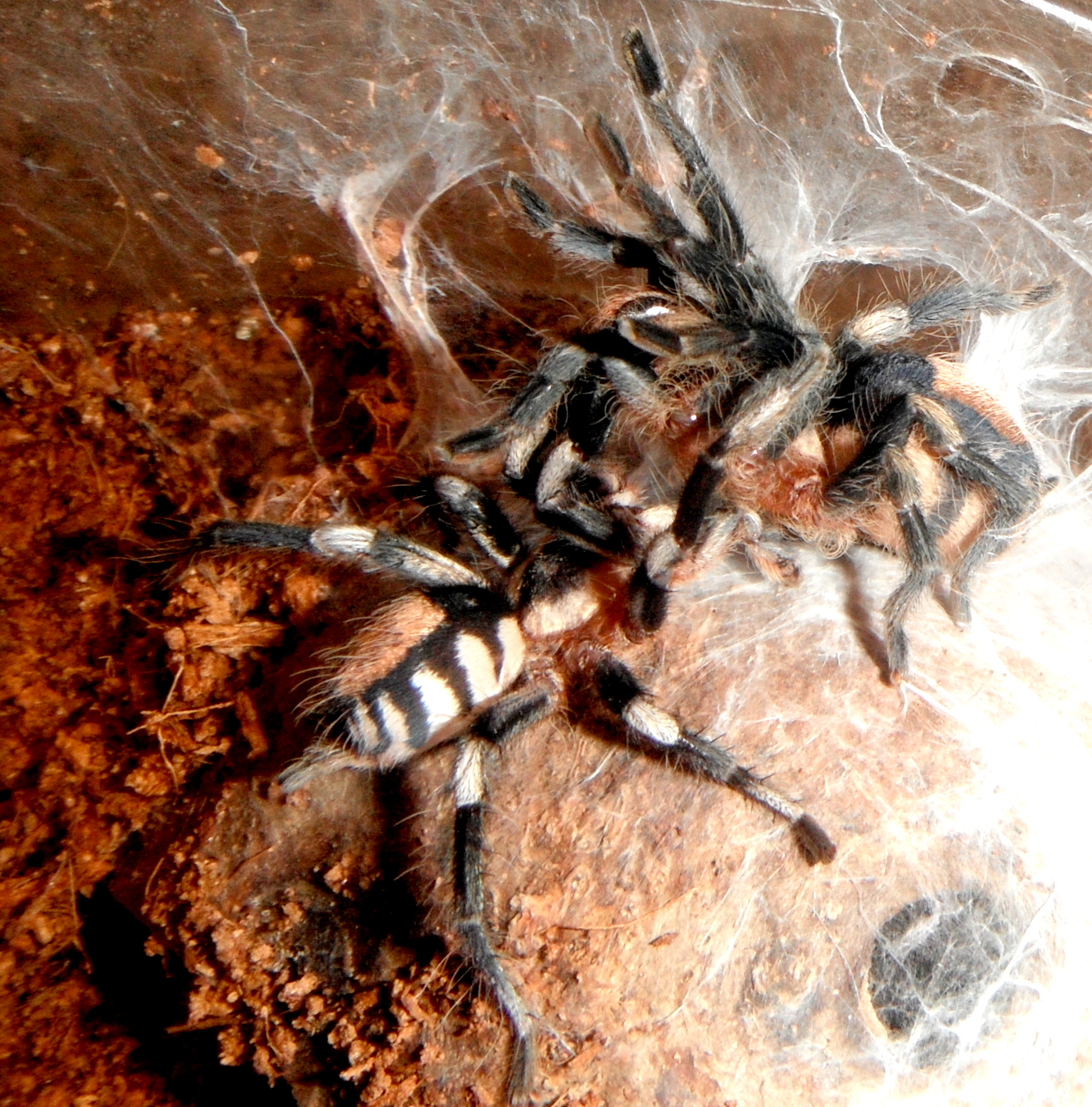 Pairing (Breeding) Cyriocosmus ritae (Peruvian Dwarf Black & White ...
