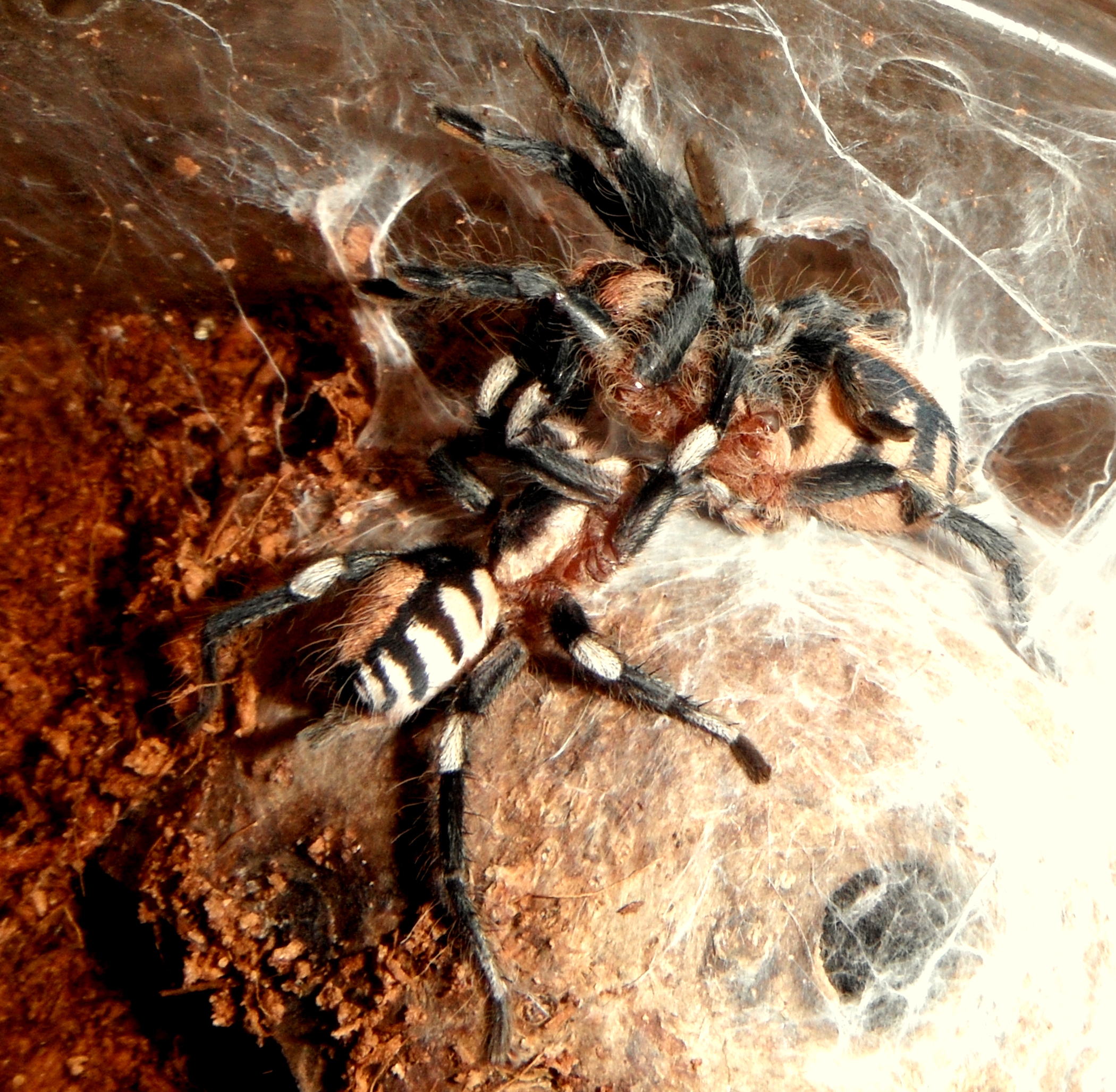 Pairing (Breeding) Cyriocosmus ritae (Peruvian Dwarf Black & White ...