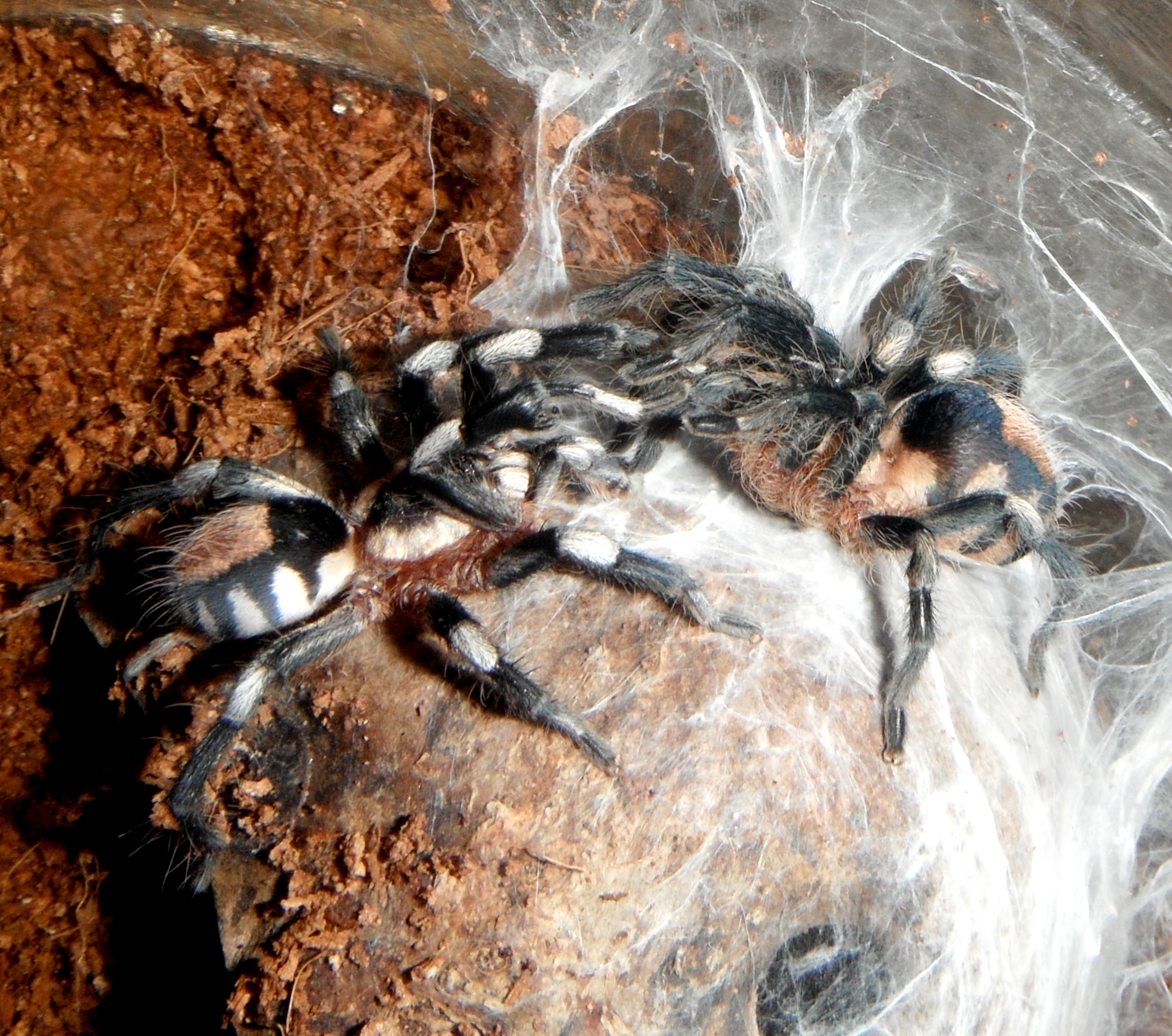 Pairing (Breeding) Cyriocosmus ritae (Peruvian Dwarf Black & White ...