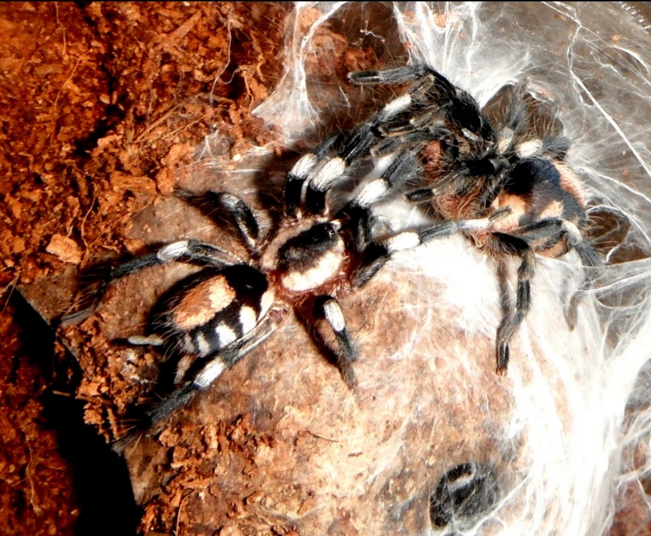 Pairing (Breeding) Cyriocosmus ritae (Peruvian Dwarf Black & White ...