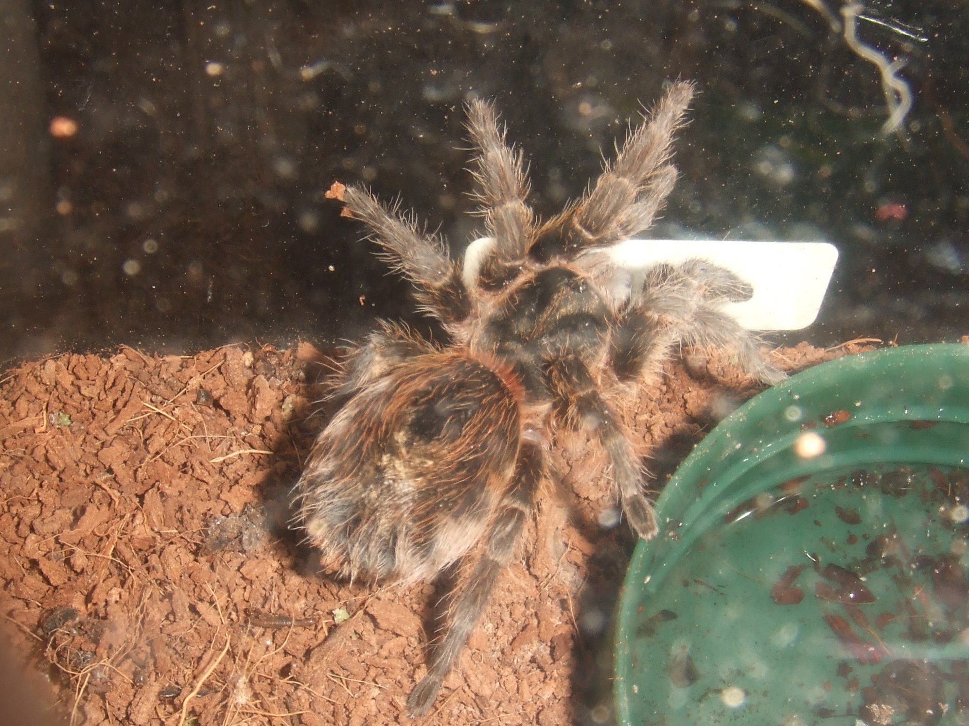 Paraphysa sp. Tiger - Arica | Tarantula Forum