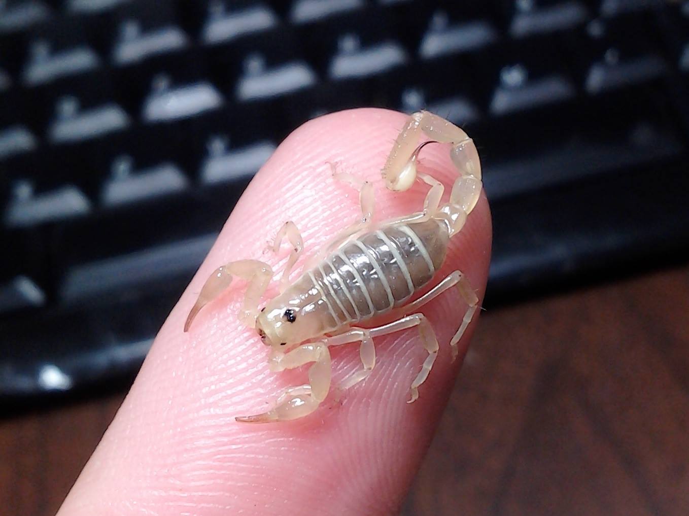 Paruroctonus luteolus 'Golden Dwarf Sand-scorpion' Female | Tarantula Forum