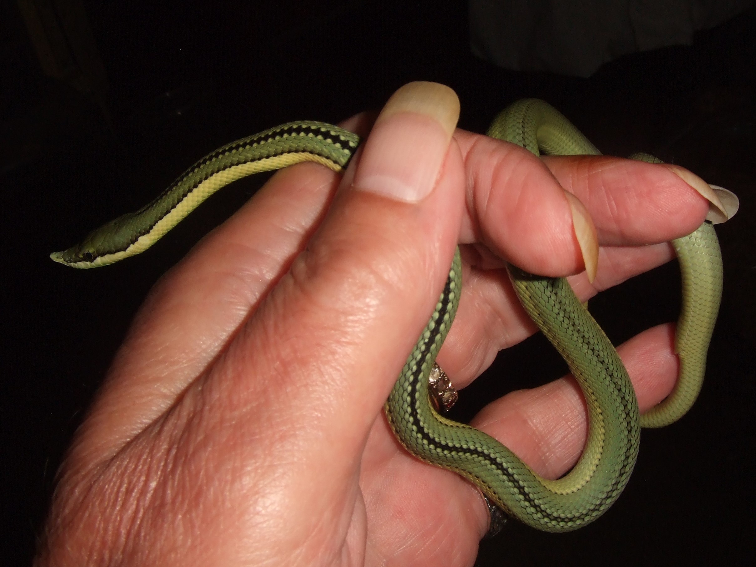 Philiodryas Baroni (Baron`s Green Racer) - Larch | Tarantula Forum