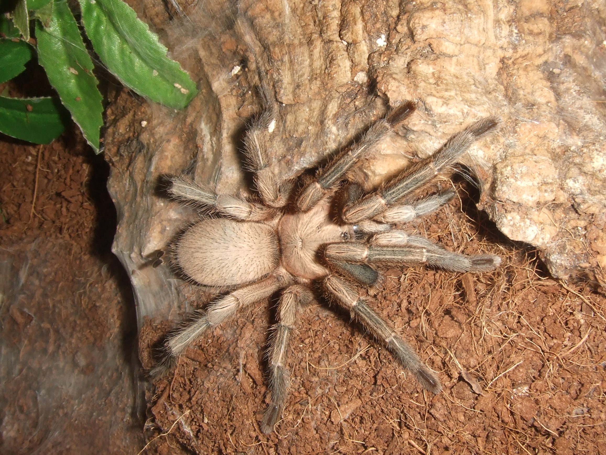 Phlogiellus sp. Baeri - Data | Tarantula Forum