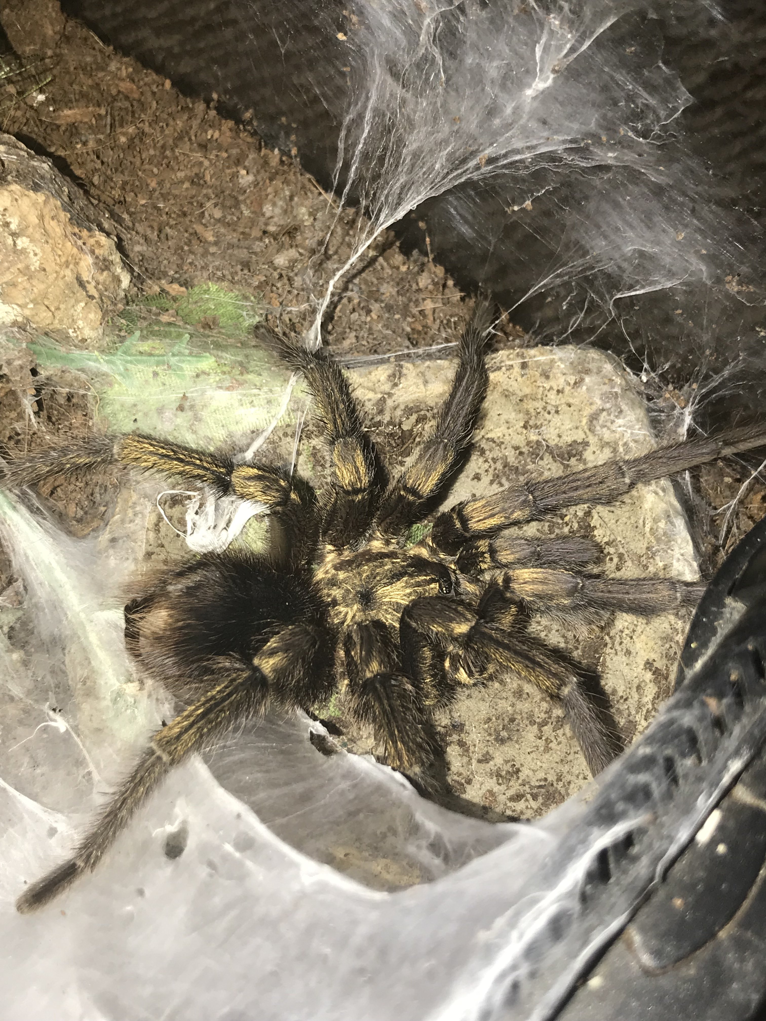 Phormictopus Platus/Auratus | Tarantula Forum