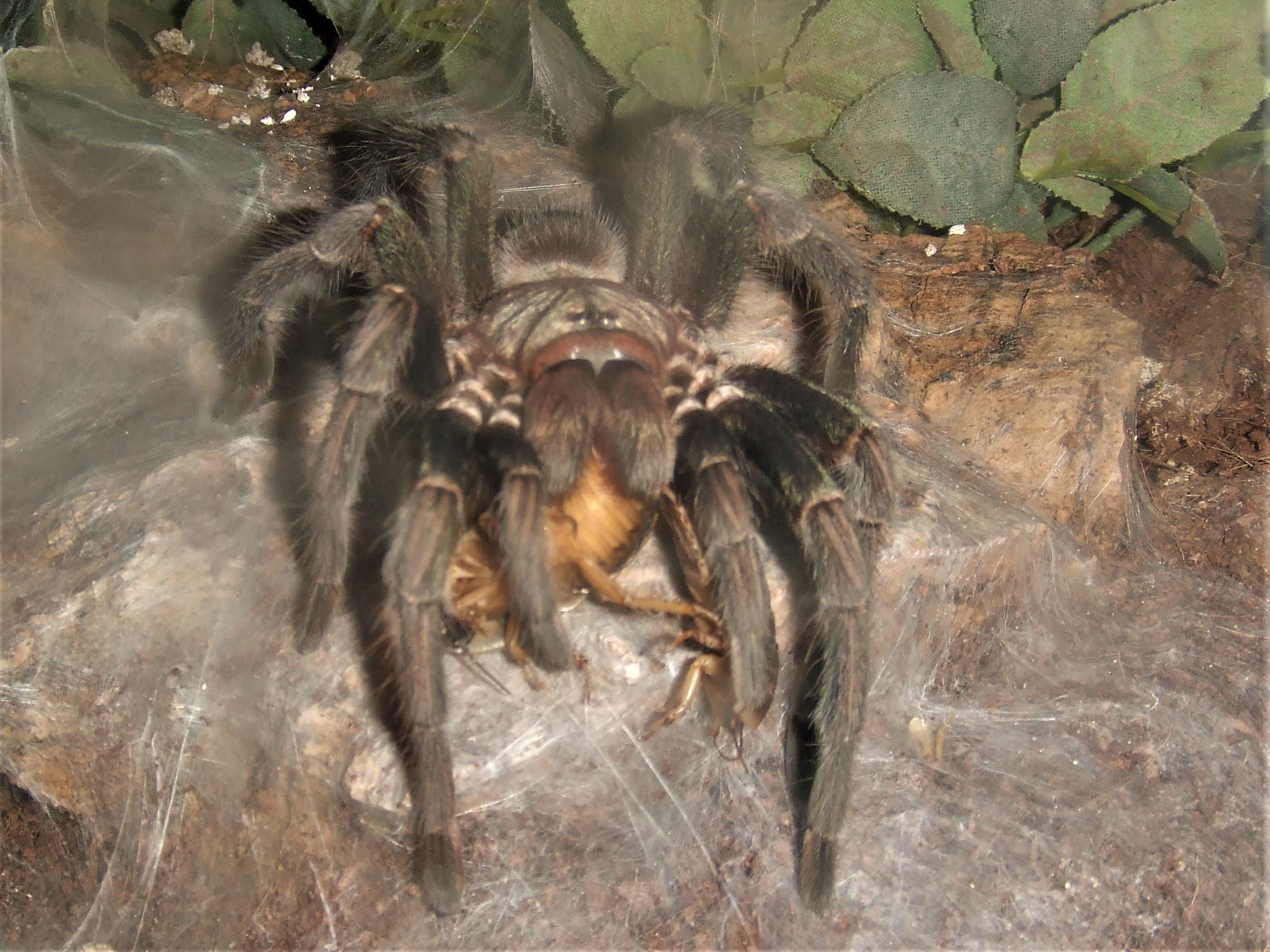 Phormictopus sp. full green - Guaba. | Tarantula Forum