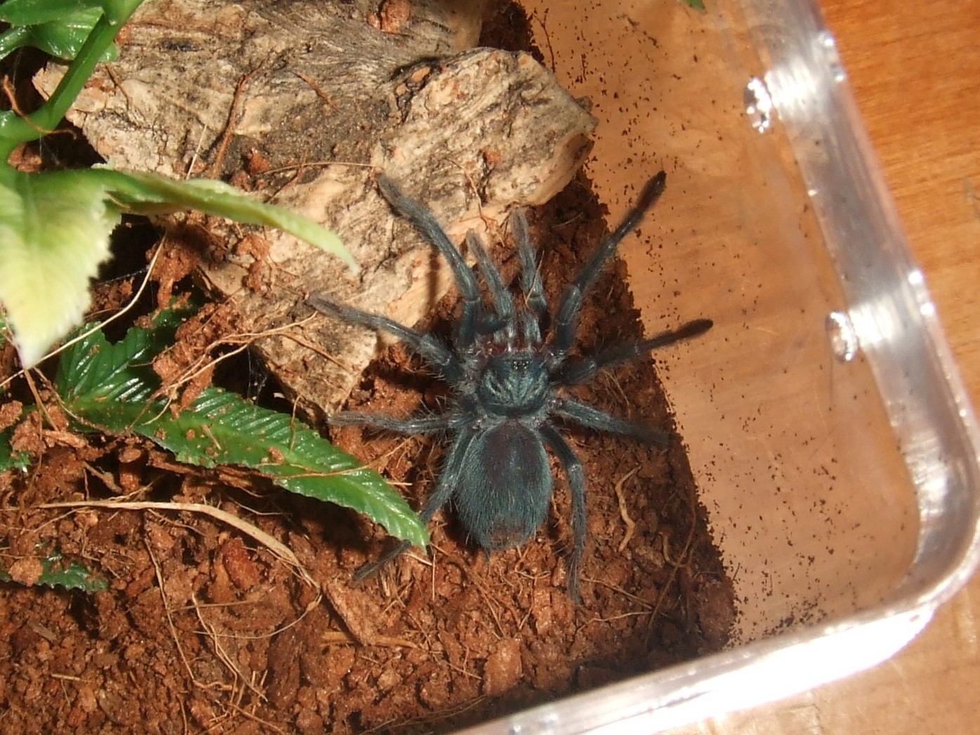 Phormictopus sp. full green - Guaba | Tarantula Forum
