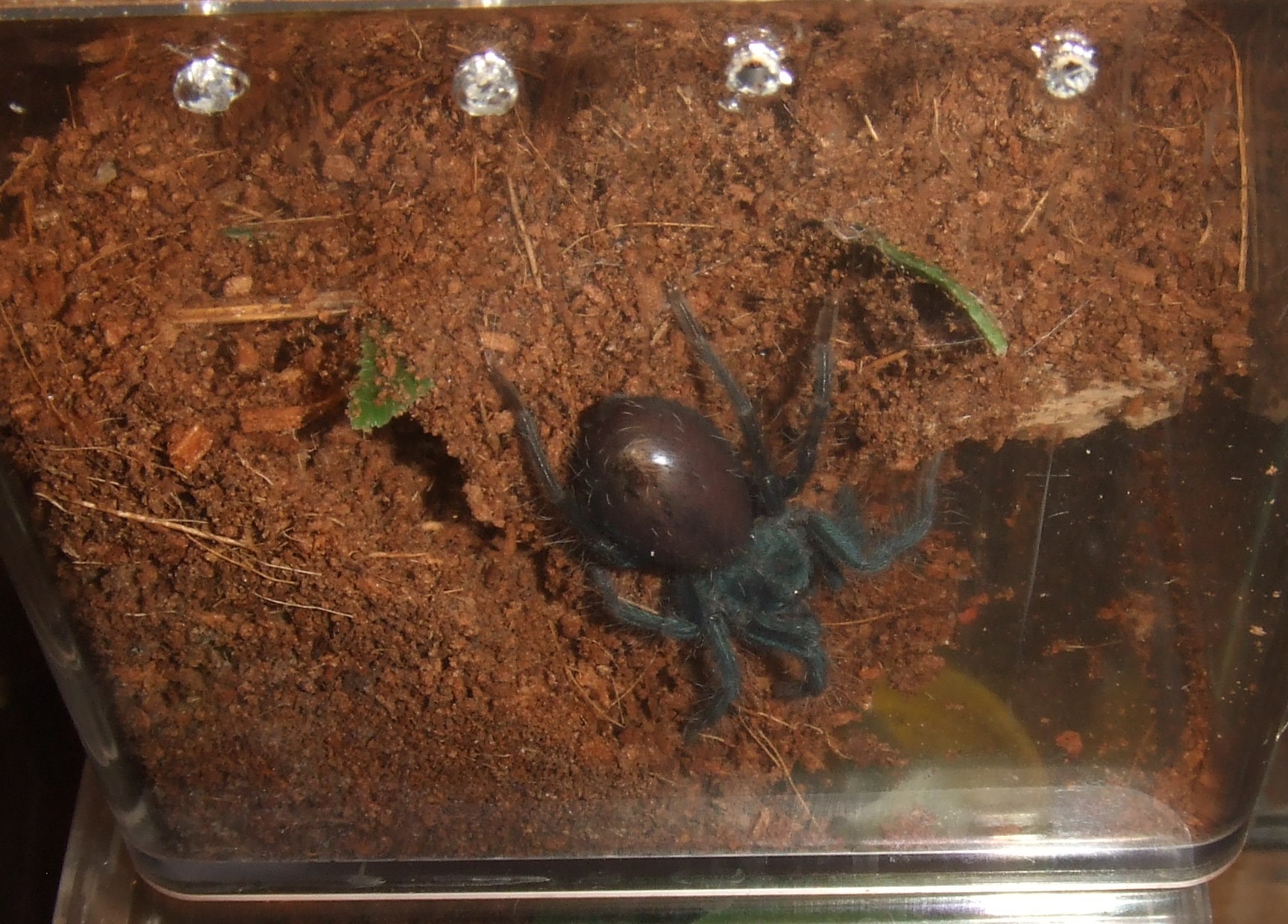 Phormictopus sp. full green - Guaba | Tarantula Forum