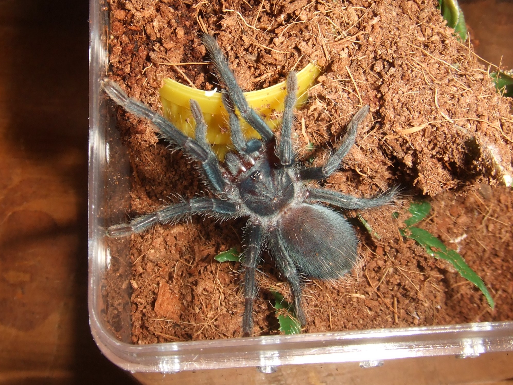 Phormictopus sp. full green - Guaba | Tarantula Forum