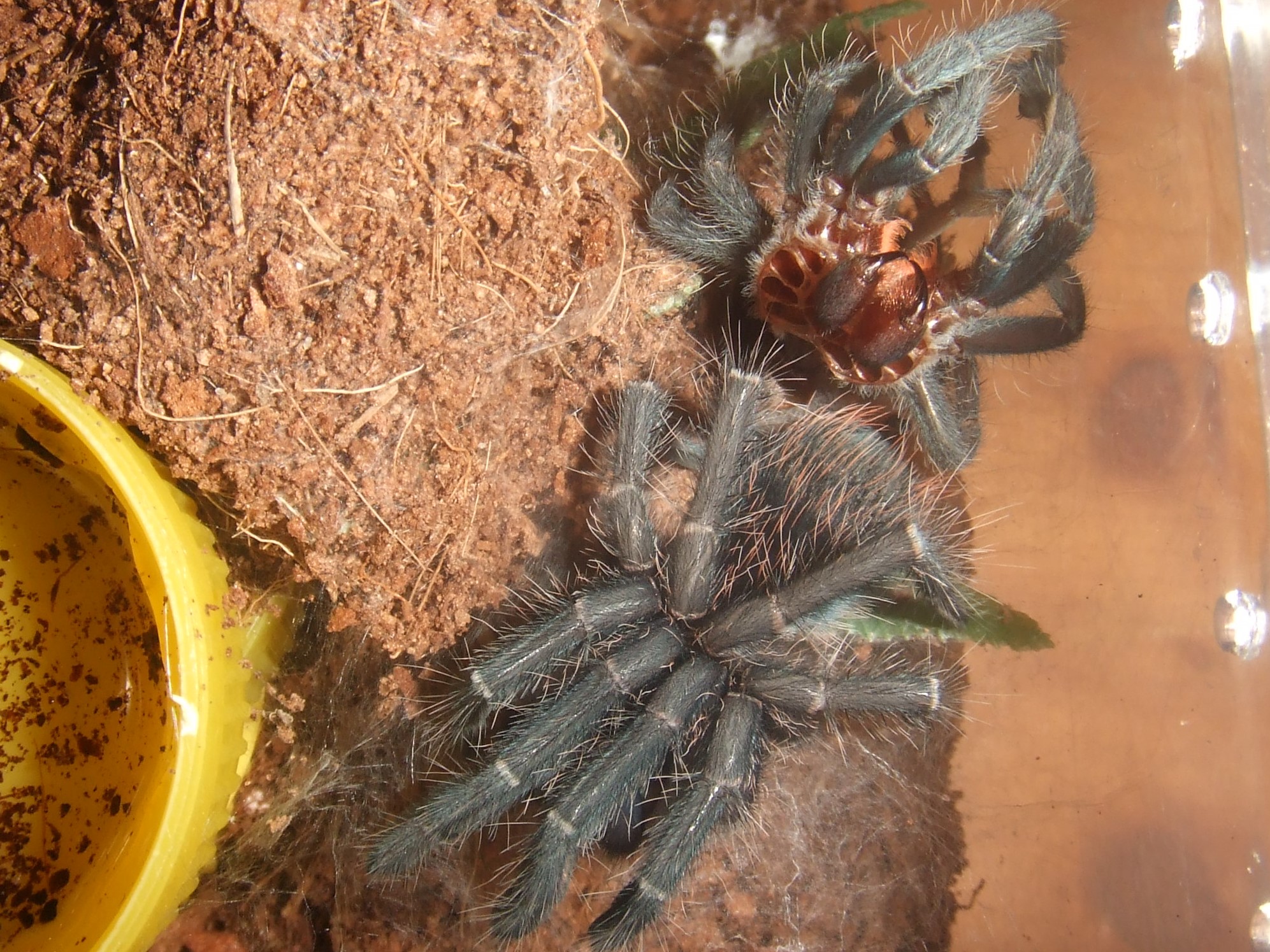 Phormictopus sp. full green - Guaba | Tarantula Forum