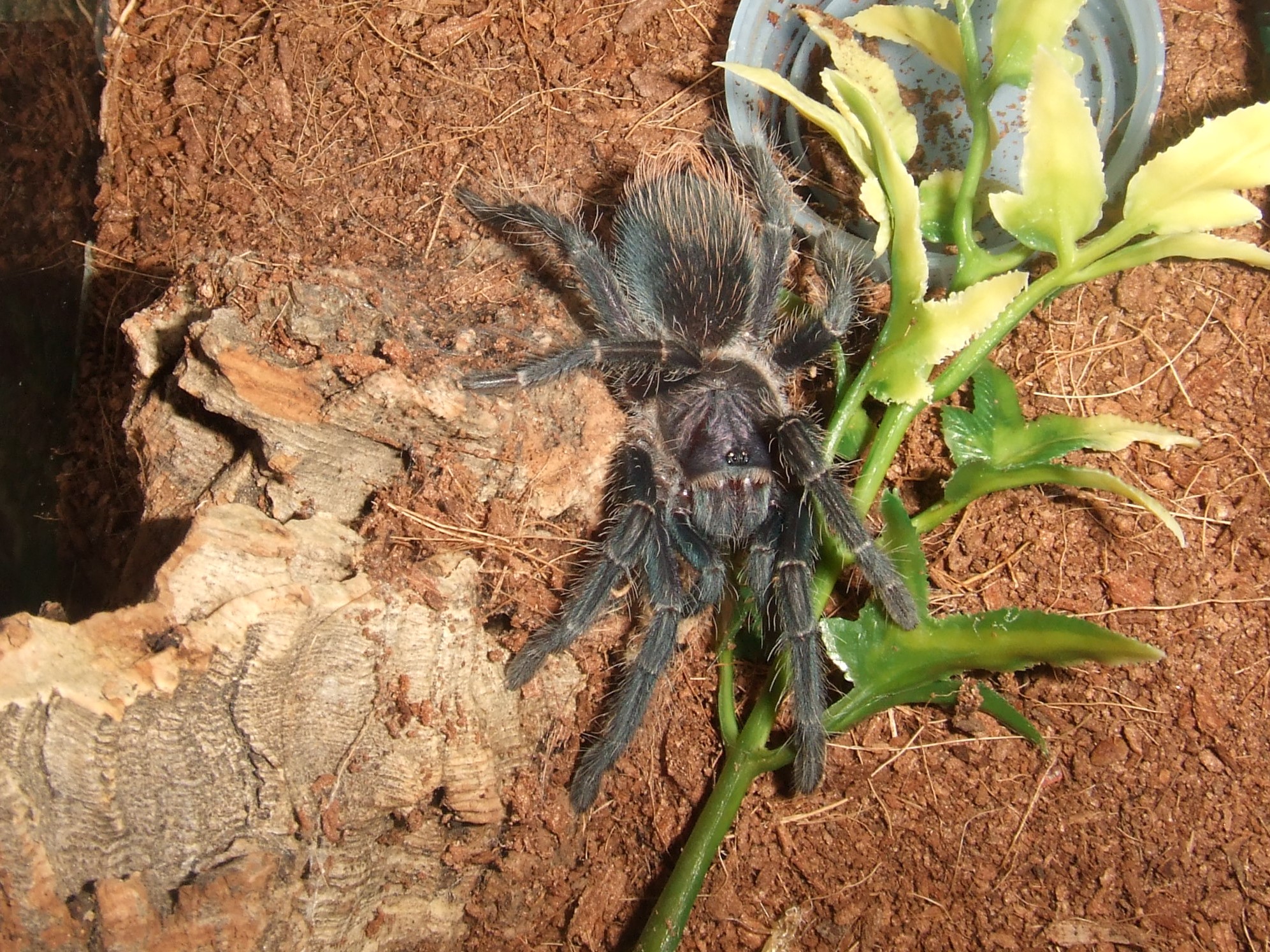 Phormictopus sp. full green - Guaba | Tarantula Forum