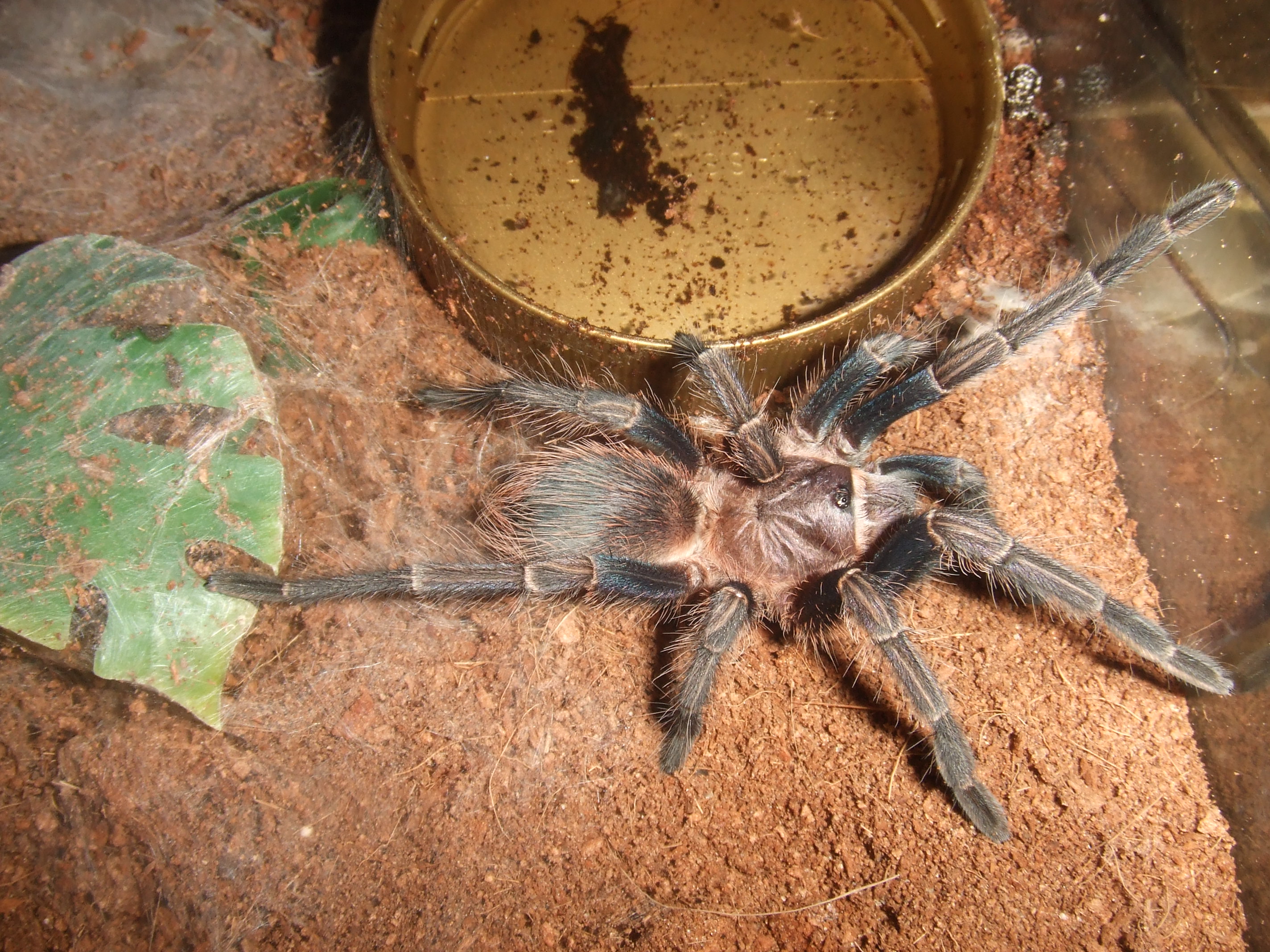 Phormictopus sp. full green - Guaba | Tarantula Forum