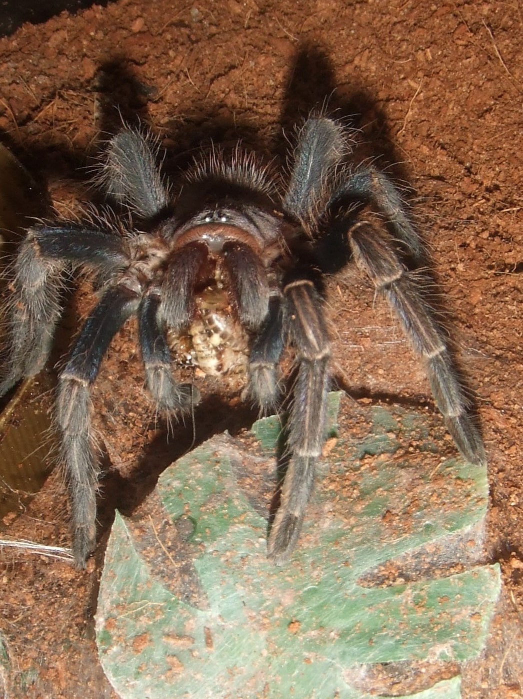 Phormictopus sp. full green - Guaba | Tarantula Forum