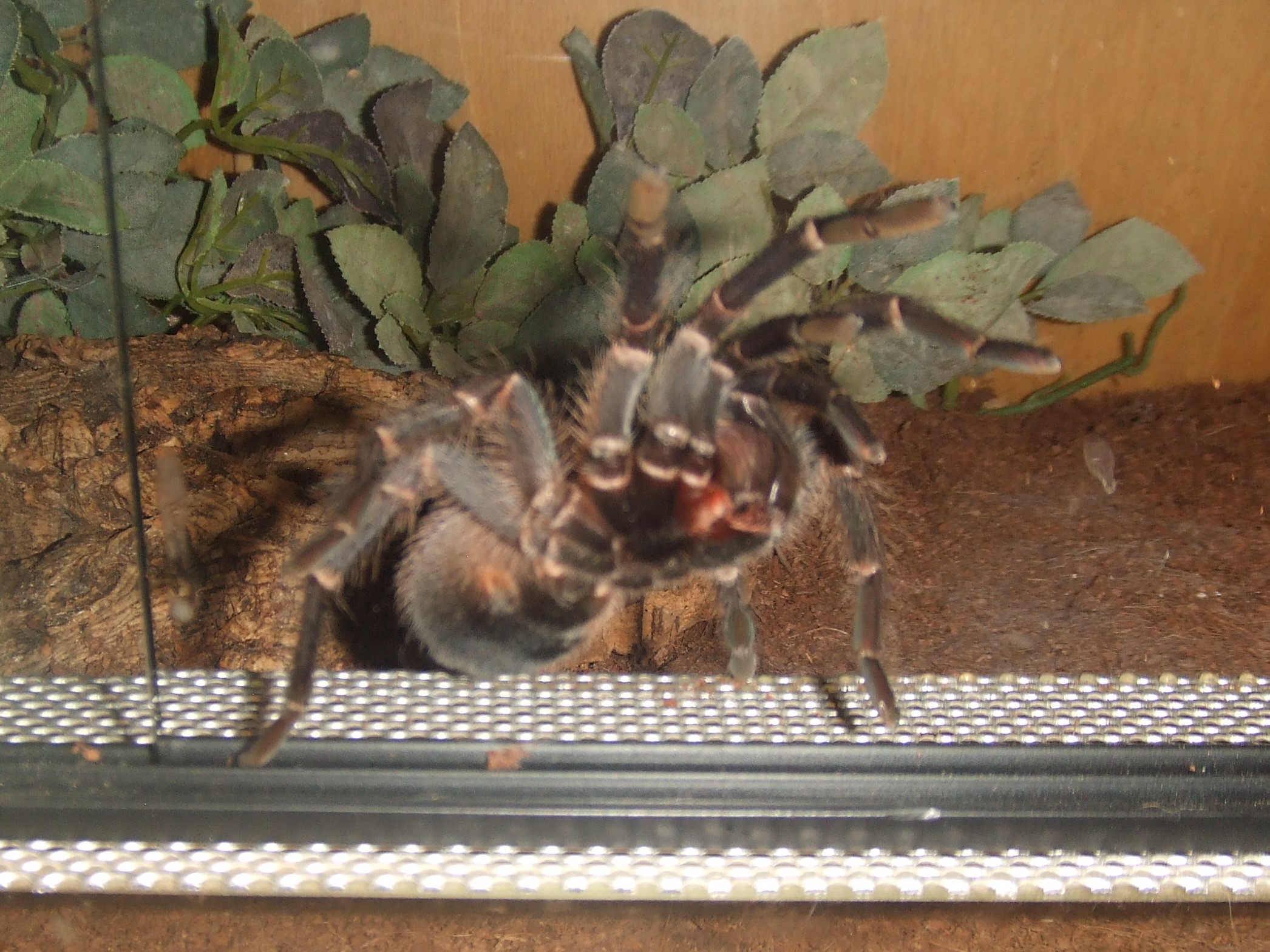 Phormictopus sp. full green - Guaba | Tarantula Forum