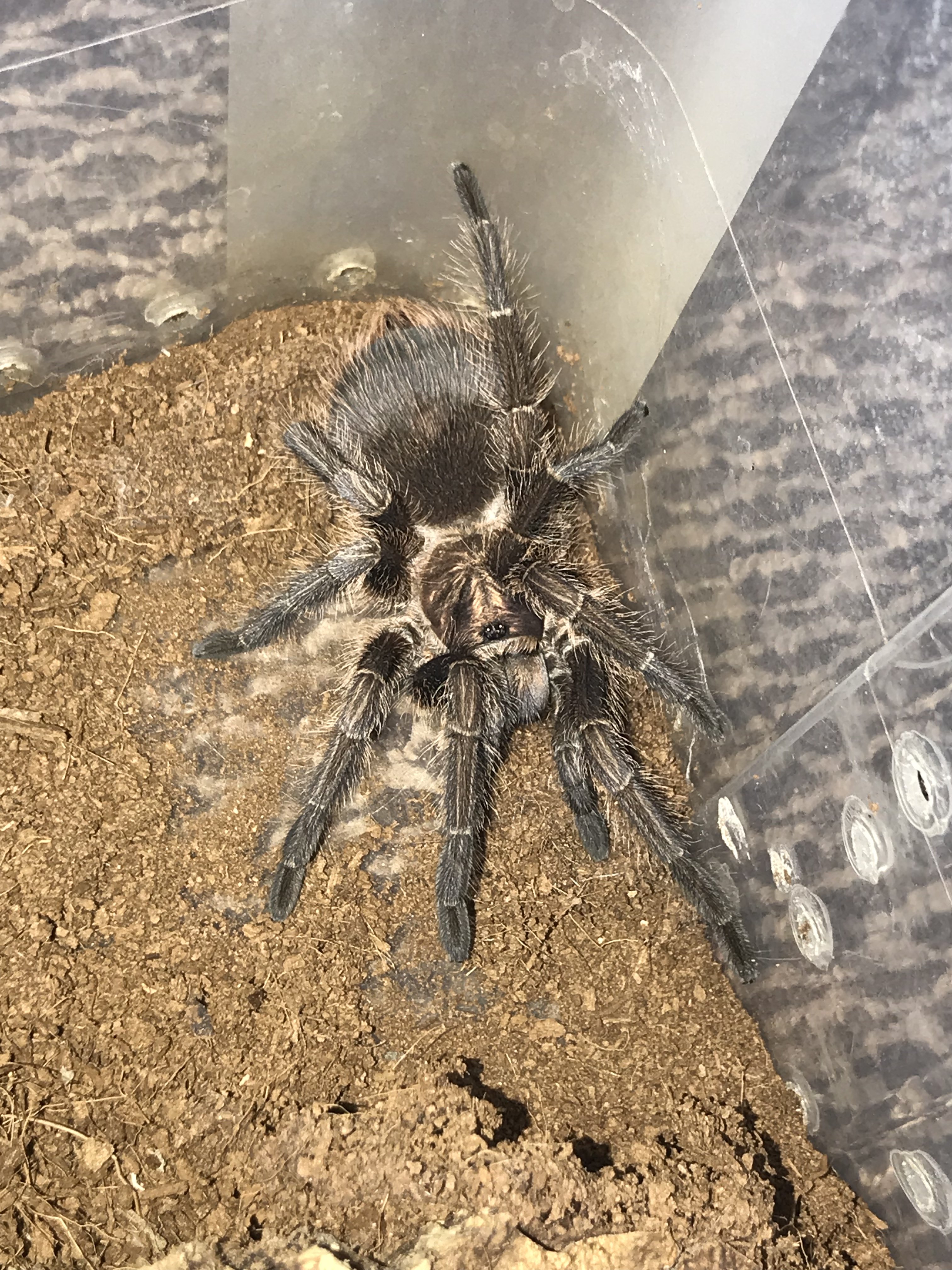Phormictopus Sp. NW Hispaniola | Tarantula Forum