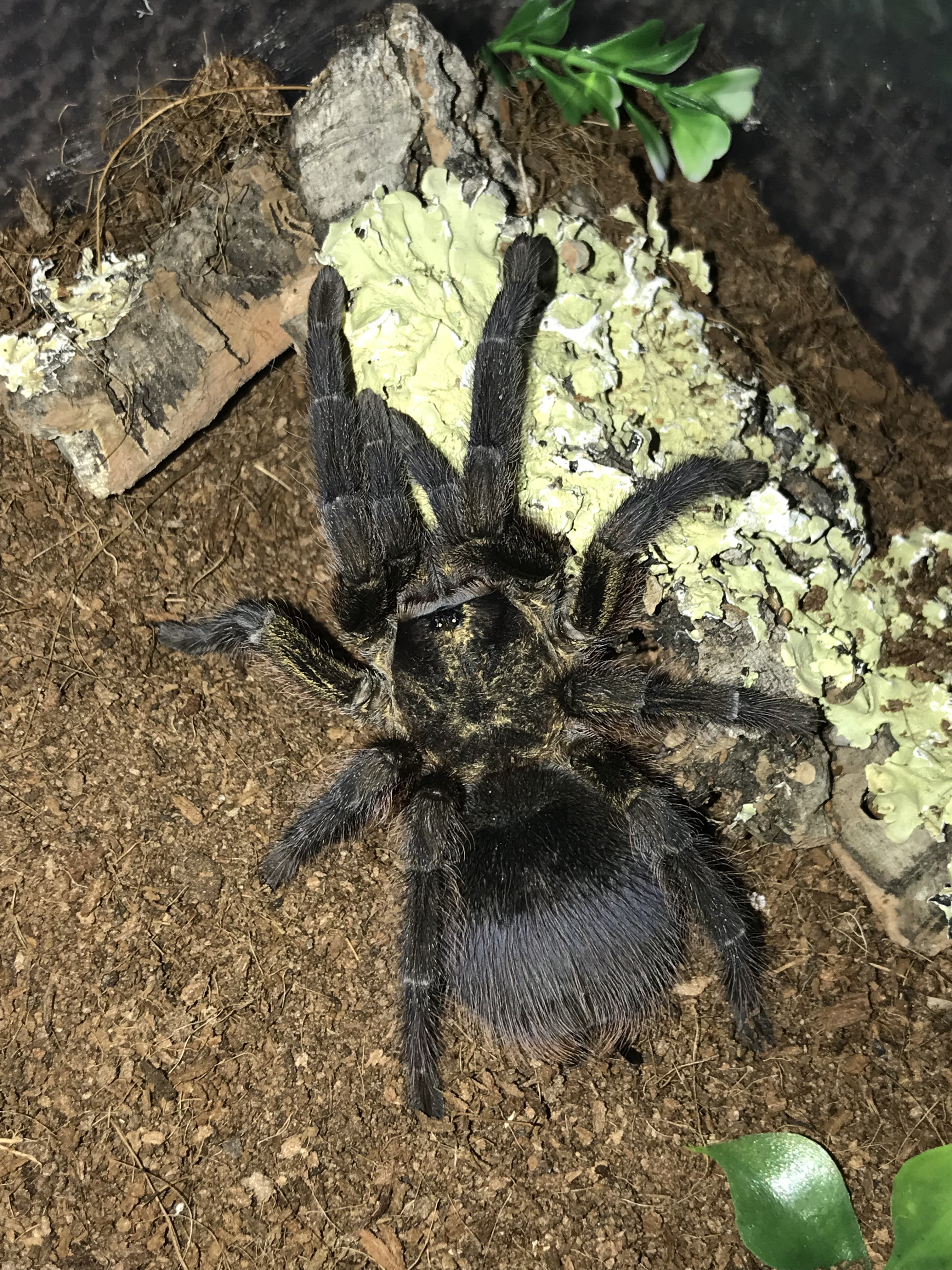 Phormictopus Sp. NW Hispaniola | Tarantula Forum
