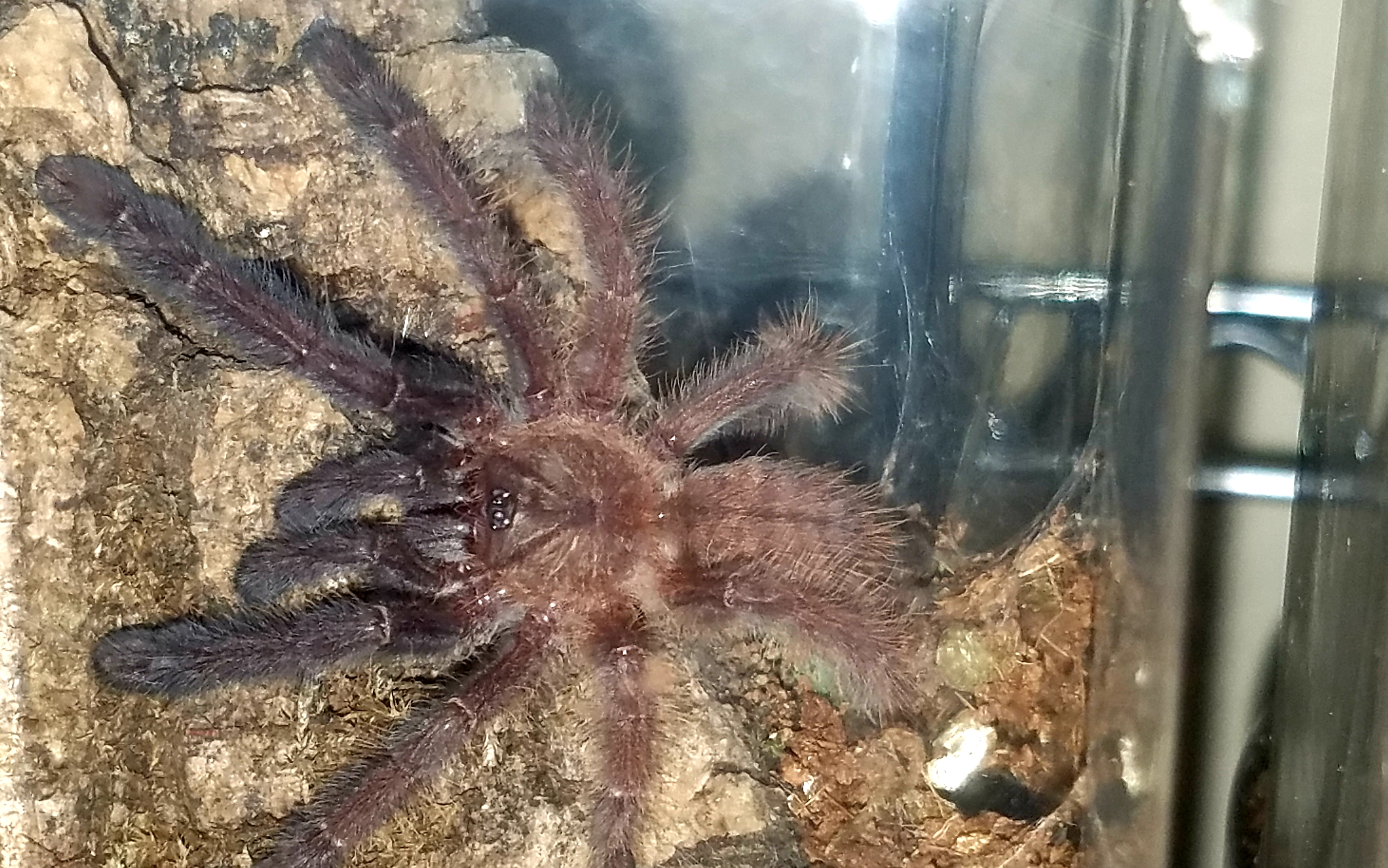 Phormingochilus everetti. | Tarantula Forum