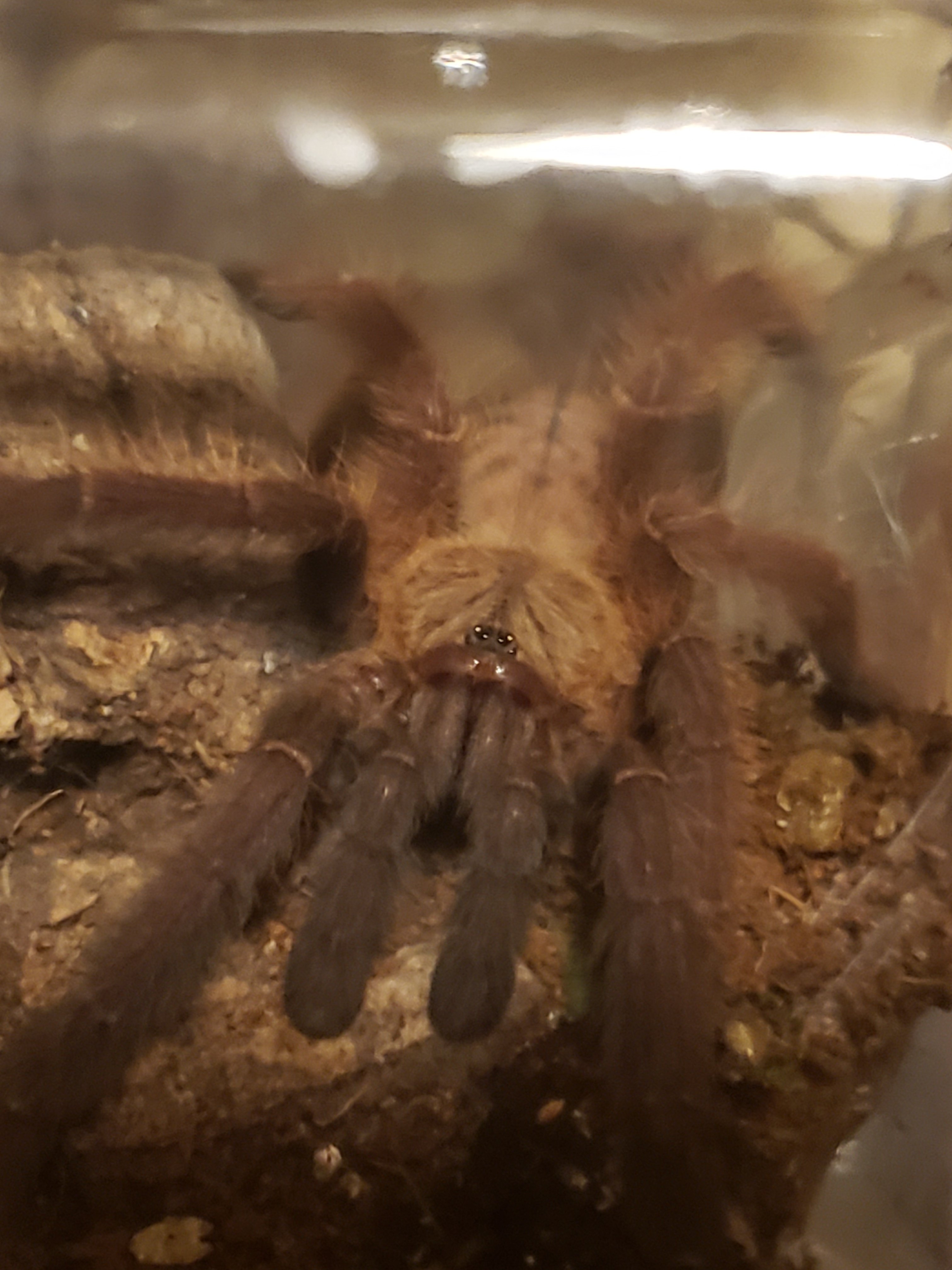 Phormingochilus everetti | Tarantula Forum