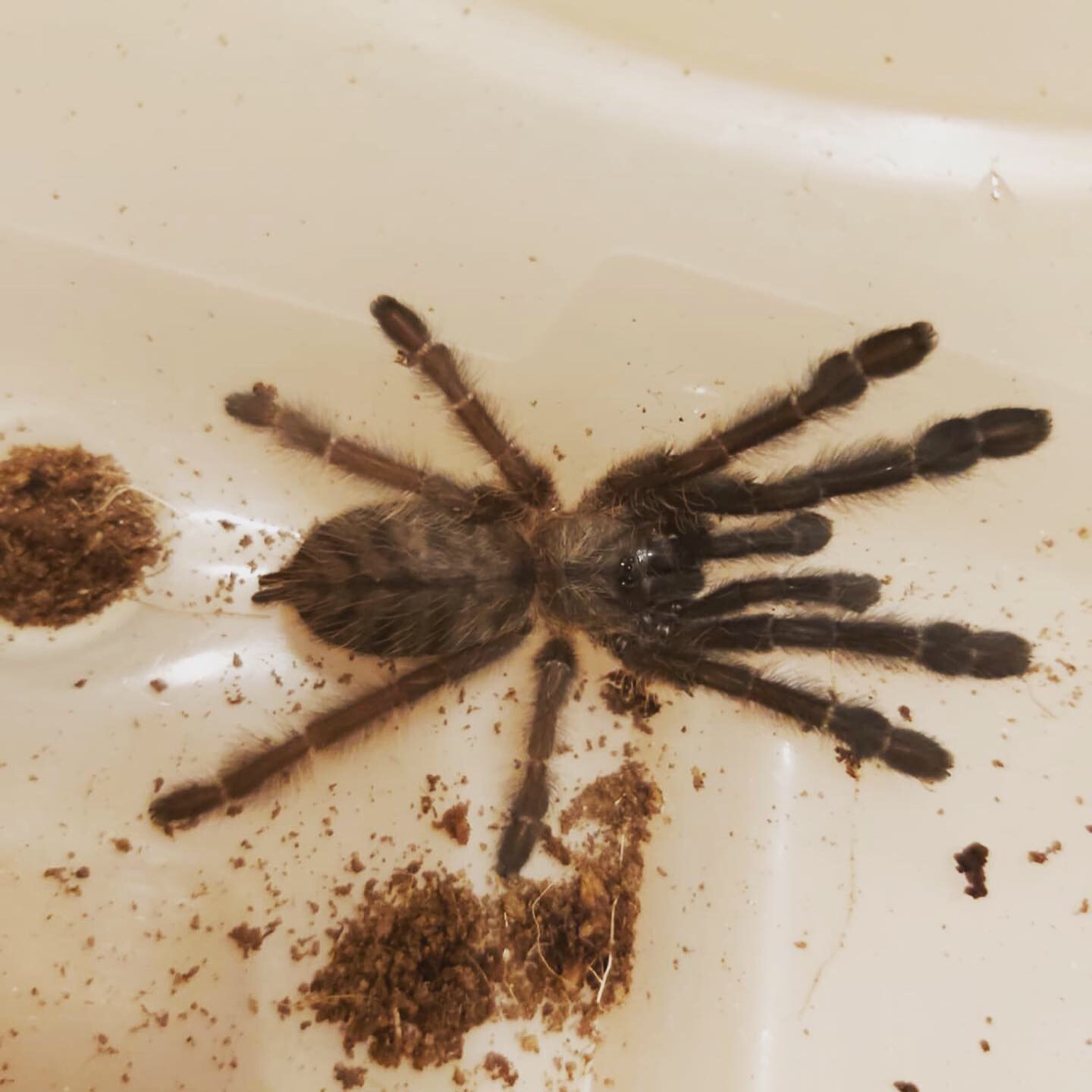 Phormingochilus Everetti | Tarantula Forum