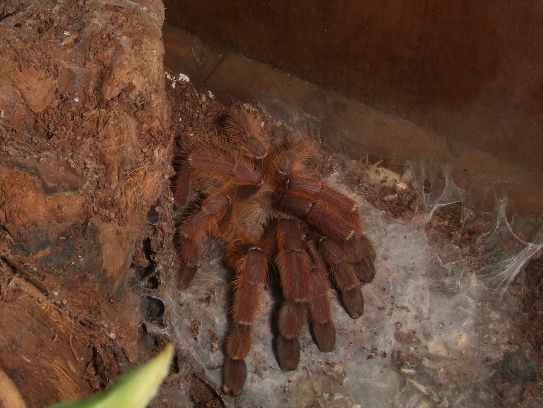 Phormingochilus sp. Rufus - Ayu | Tarantula Forum