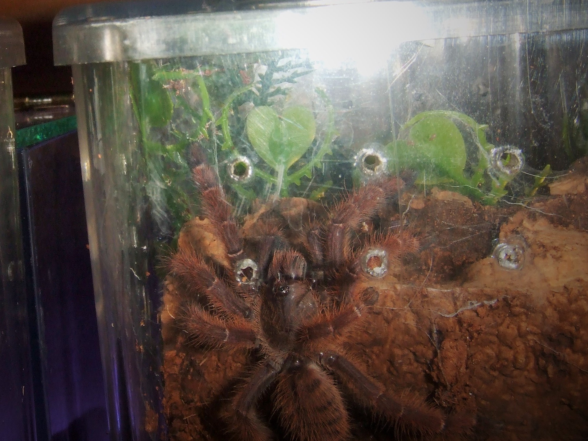 Phormingochilus sp. Rufus - Ayu | Tarantula Forum