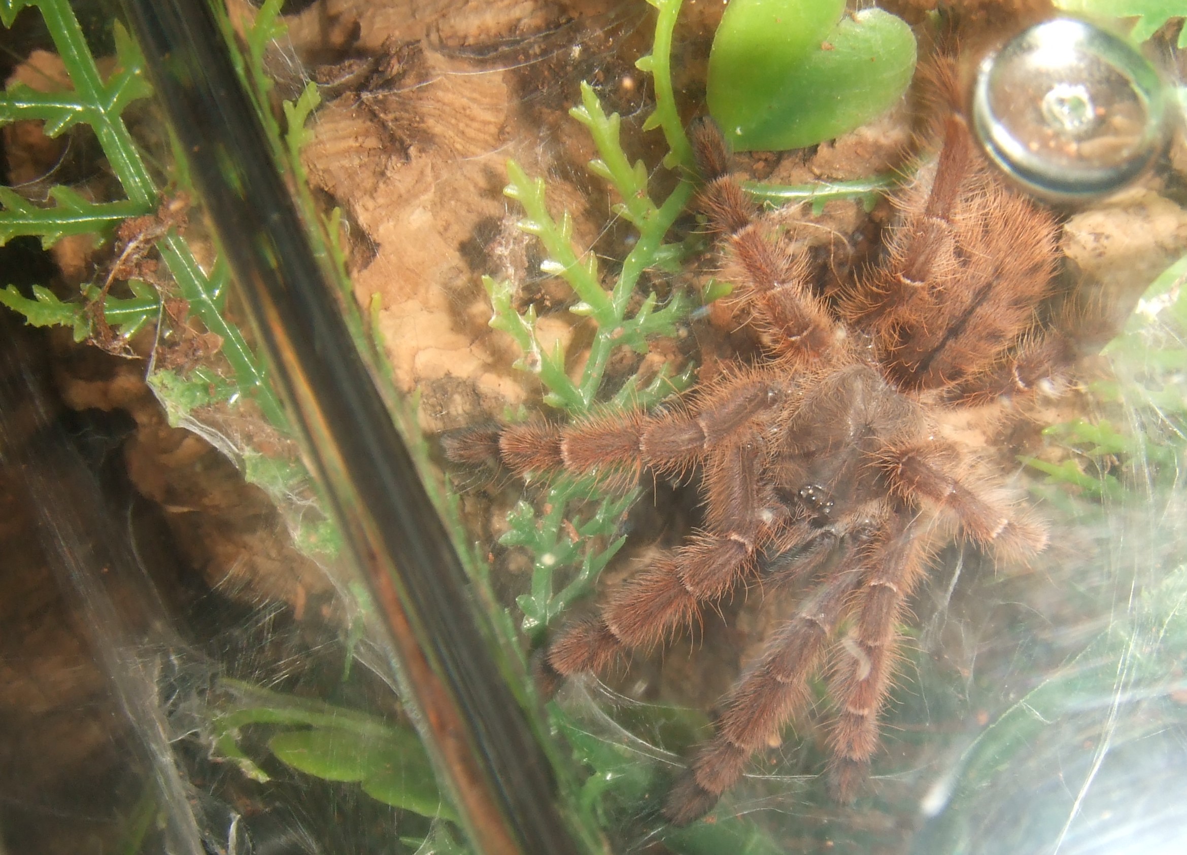 Phormingochilus sp. Rufus - Ayu | Tarantula Forum