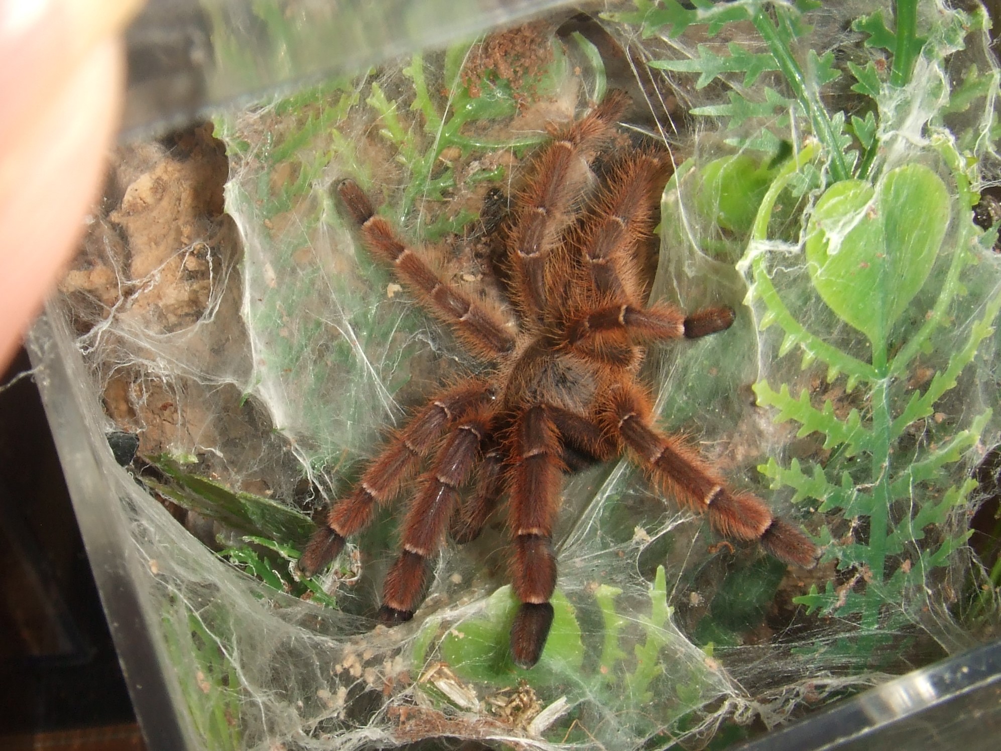 Phormingochilus sp. Rufus - Ayu | Tarantula Forum