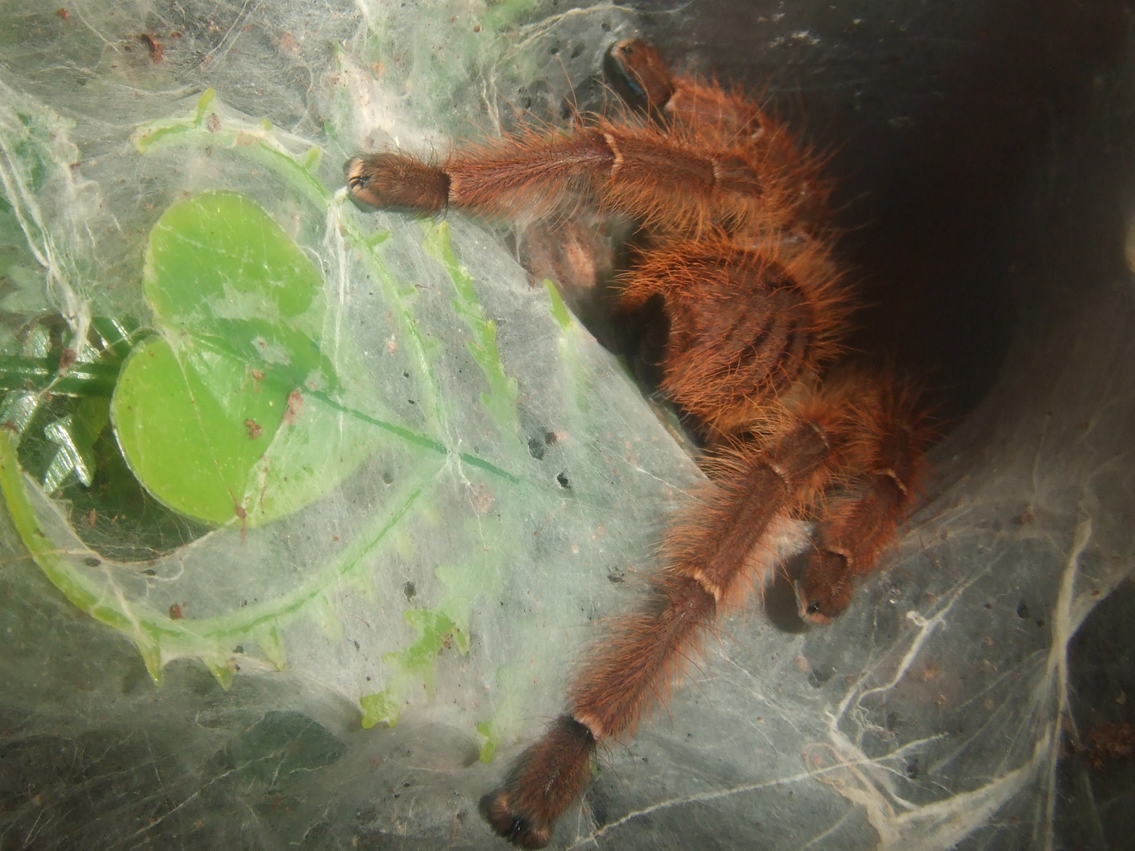 Phormingochilus sp. Rufus - Ayu | Tarantula Forum