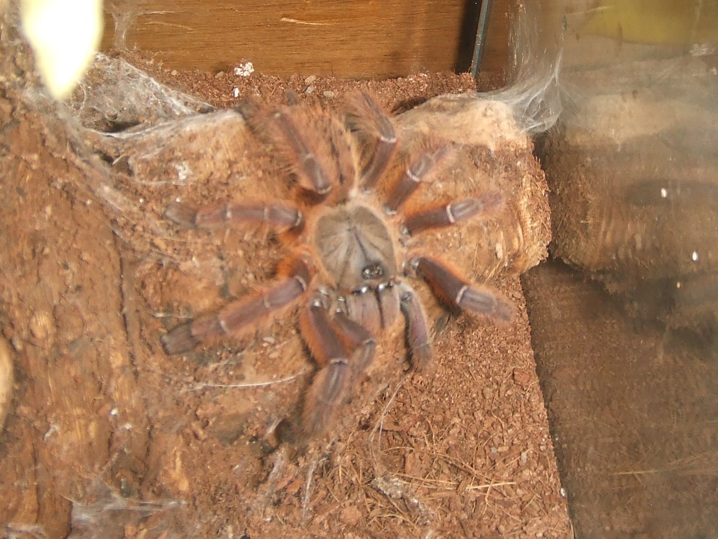 Phormingochilus sp. Rufus - Ayu | Tarantula Forum