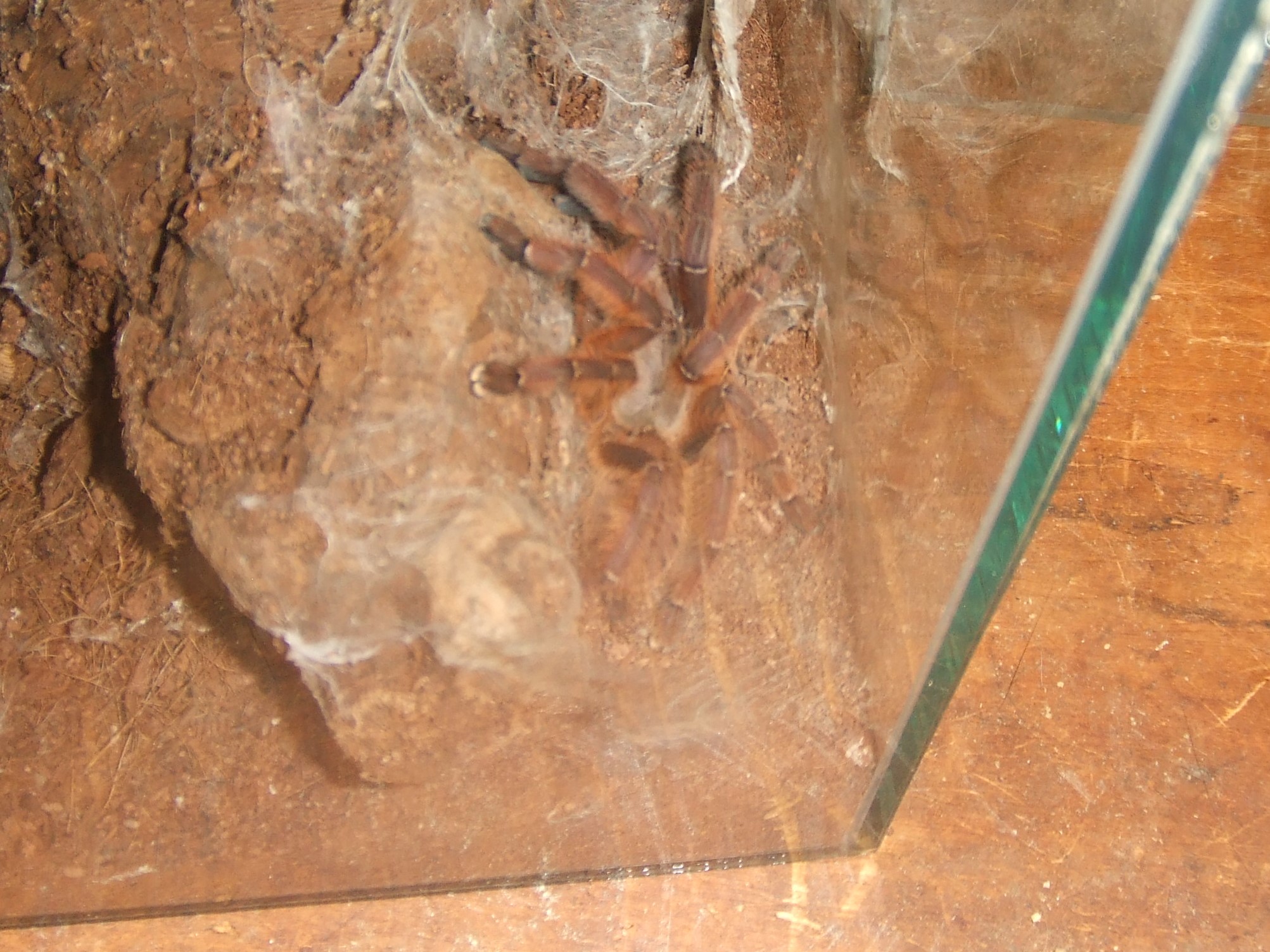 Phormingochilus sp. Rufus - Ayu | Tarantula Forum