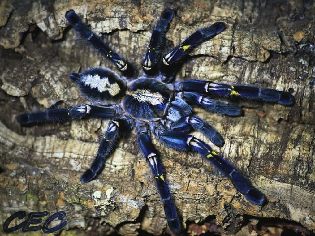 Poecilotheria metallica | Tarantula Forum