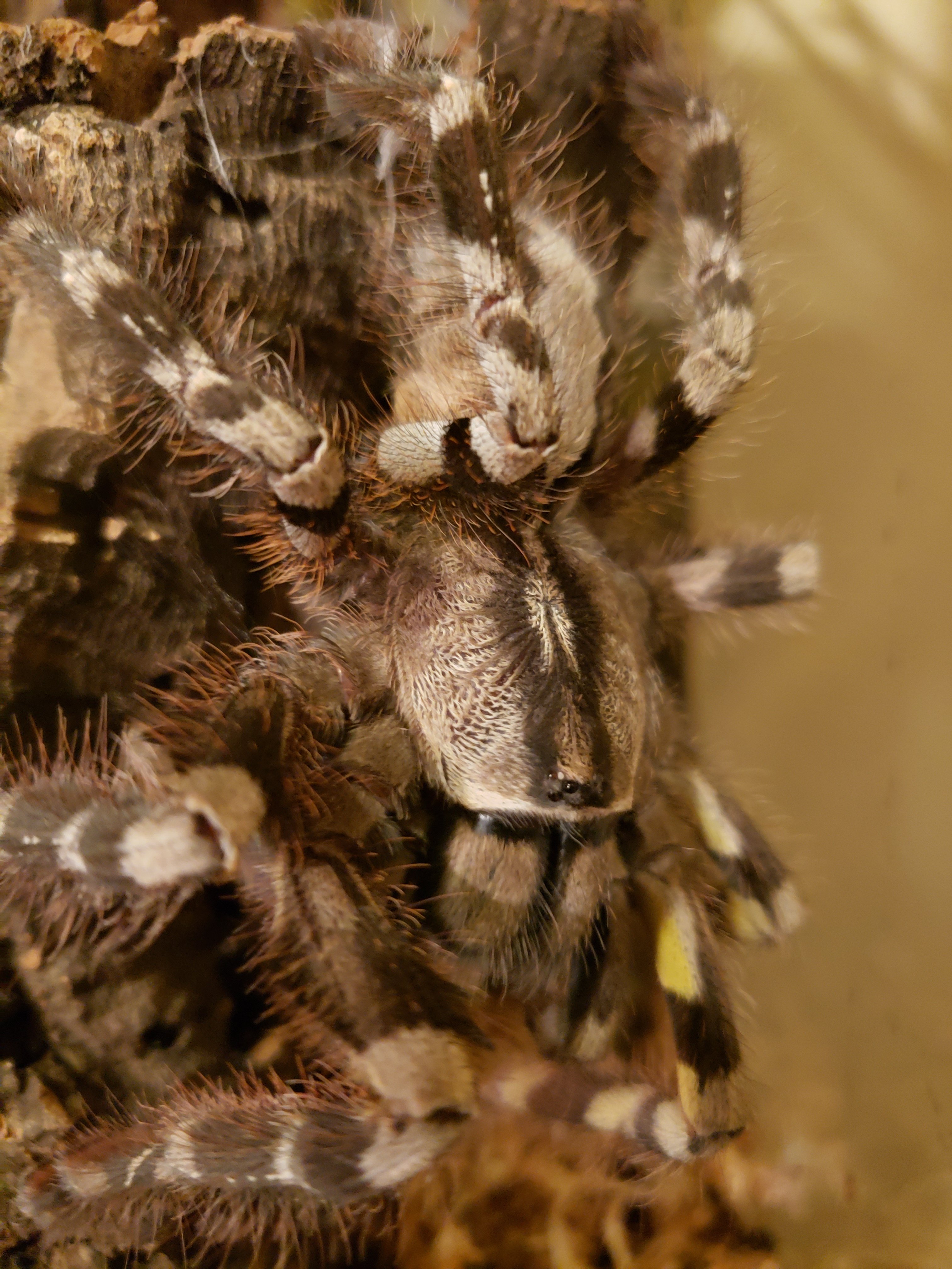 Poecilotheria regalis | Tarantula Forum