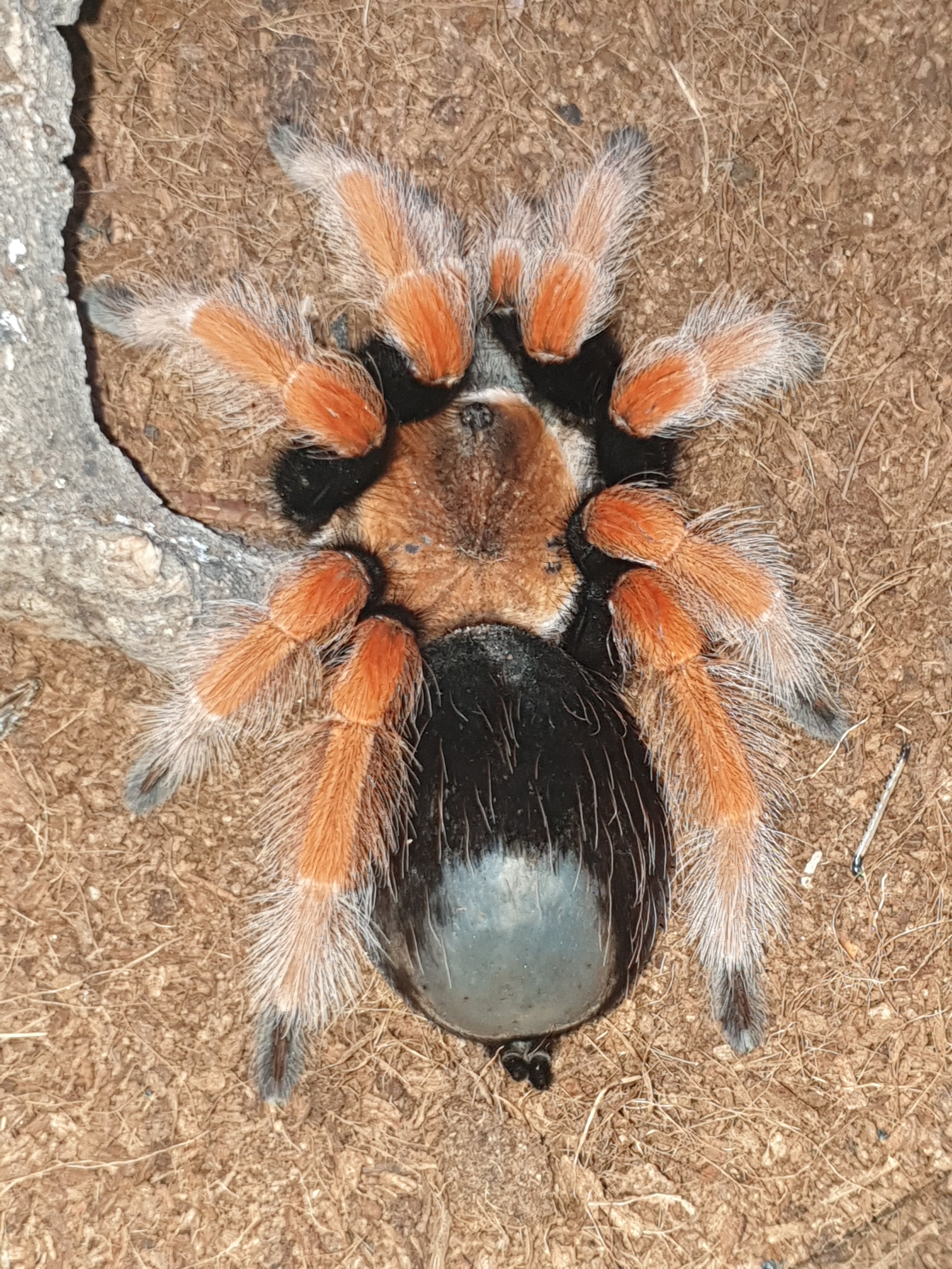 pre moult at last! | Tarantula Forum