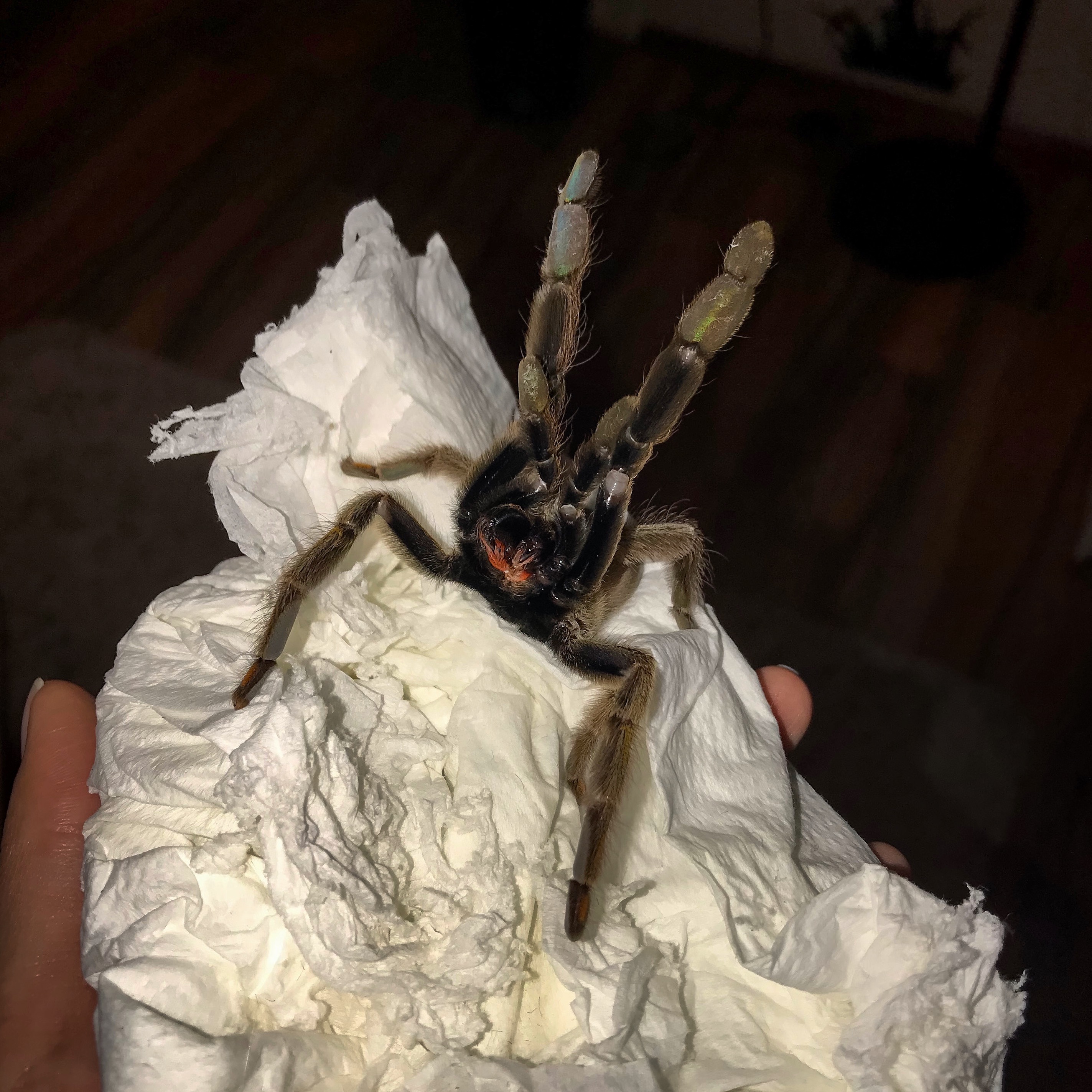 Psalmopoeus cambridgei “Maya” | Tarantula Forum