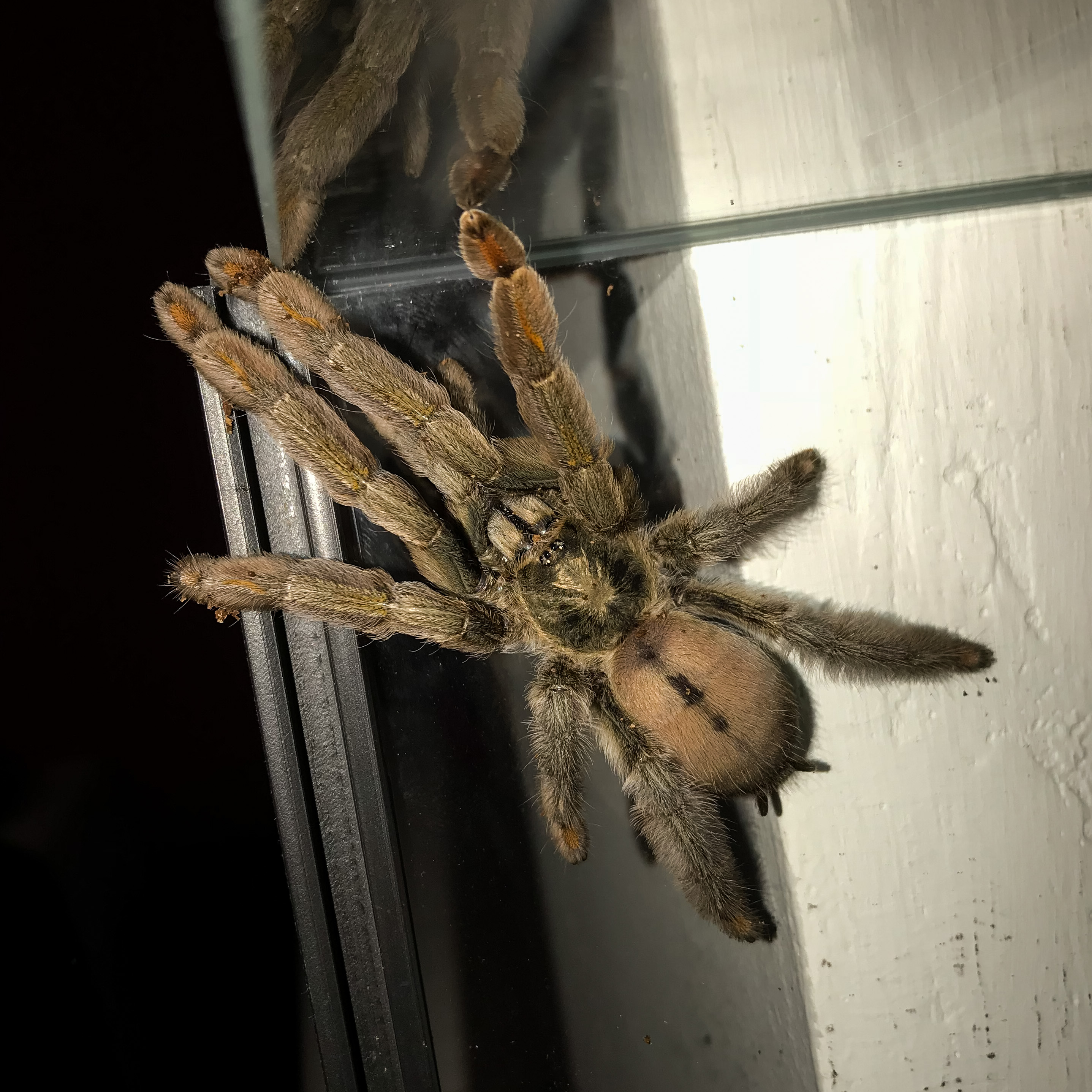 Psalmopoeus cambridgei “Maya” | Tarantula Forum