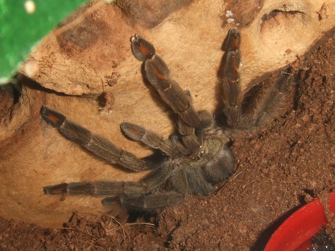 Psalmopoeus cambridgei (F) - Filette | Tarantula Forum