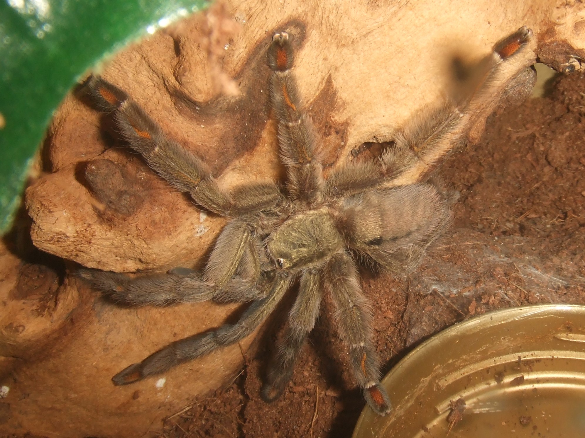 Psalmopoeus cambridgei F - Filette | Tarantula Forum