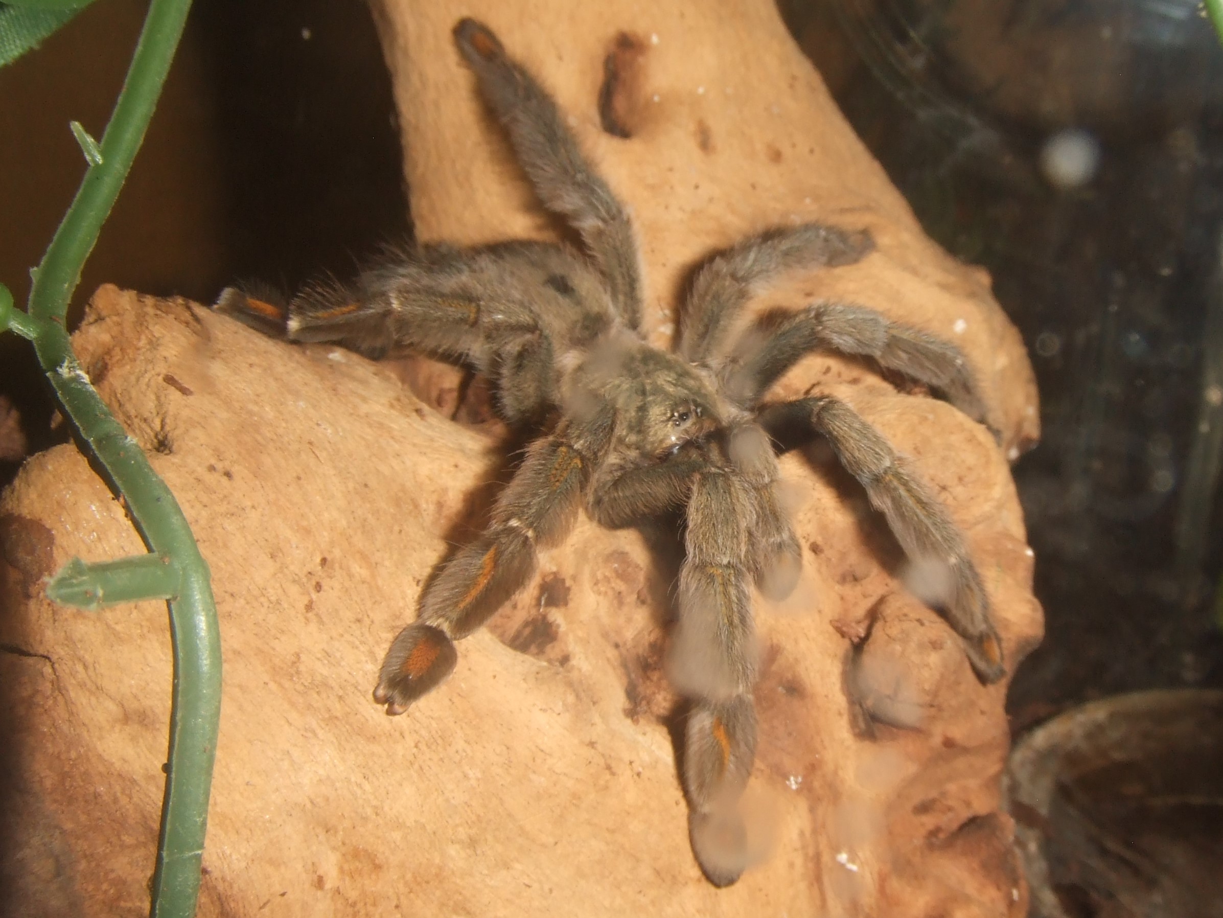Psalmopoeus cambridgei F - Filette | Tarantula Forum