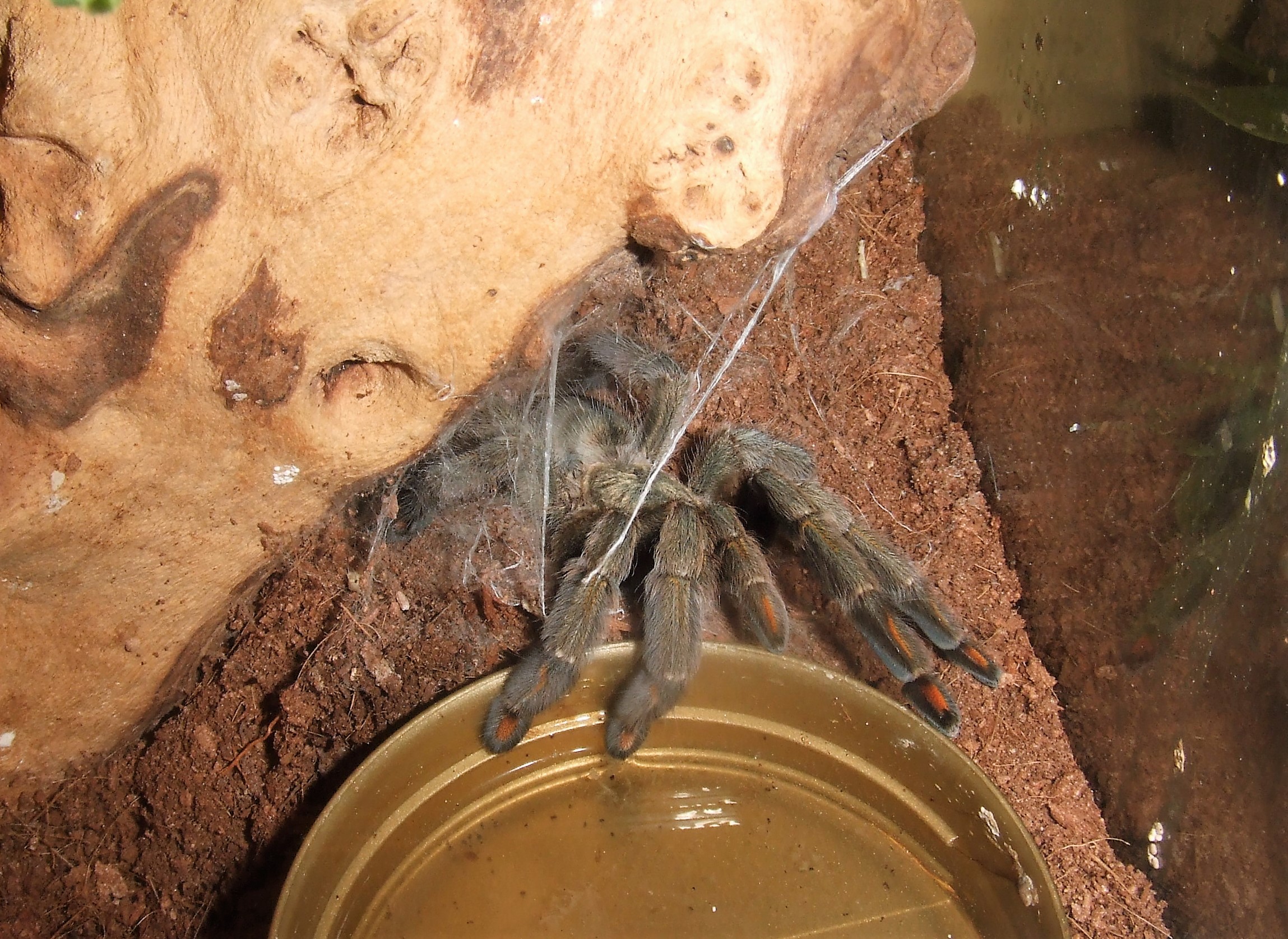 Psalmopoeus cambridgei - Filette | Tarantula Forum