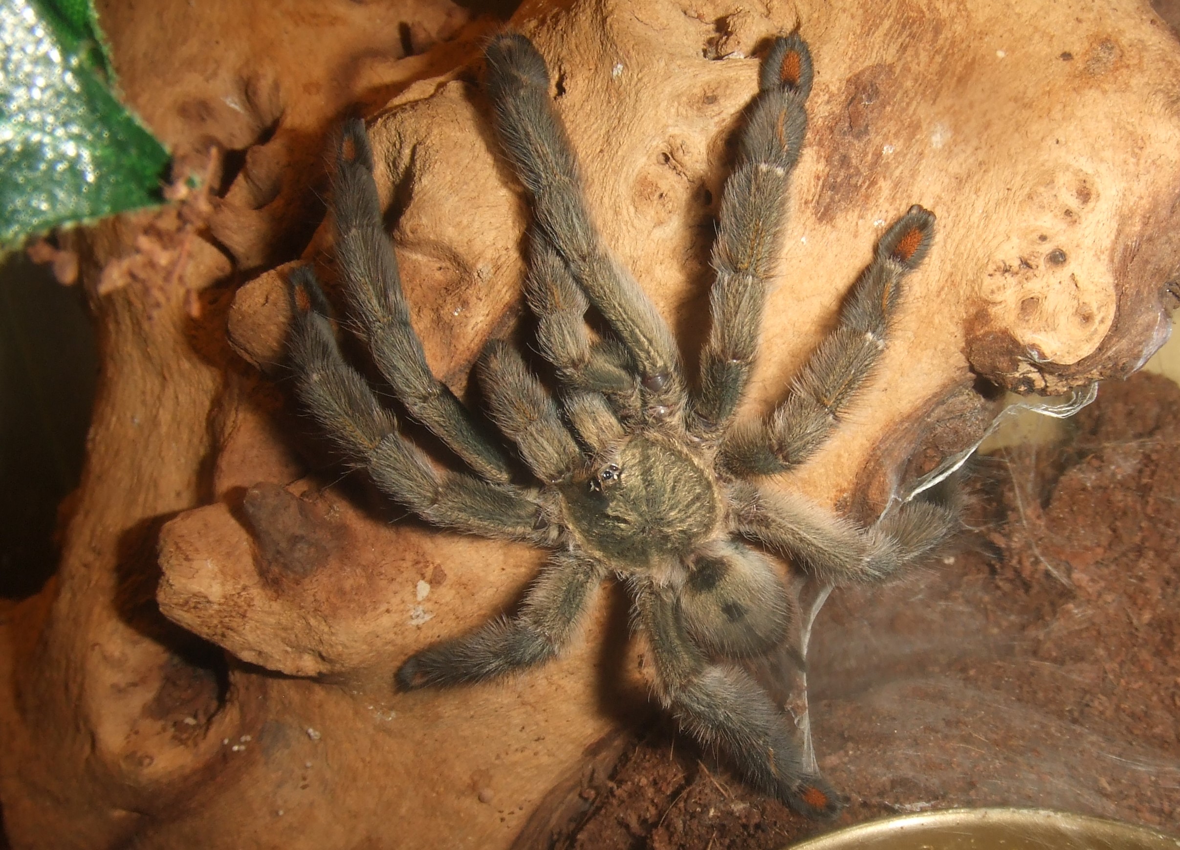 Psalmopoeus cambridgei - Filette | Tarantula Forum