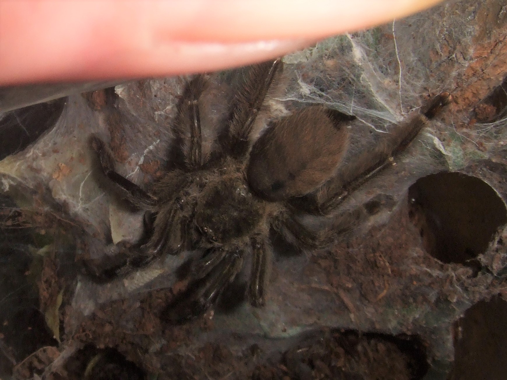 Psalmopoeus cambridgei - Lere | Tarantula Forum