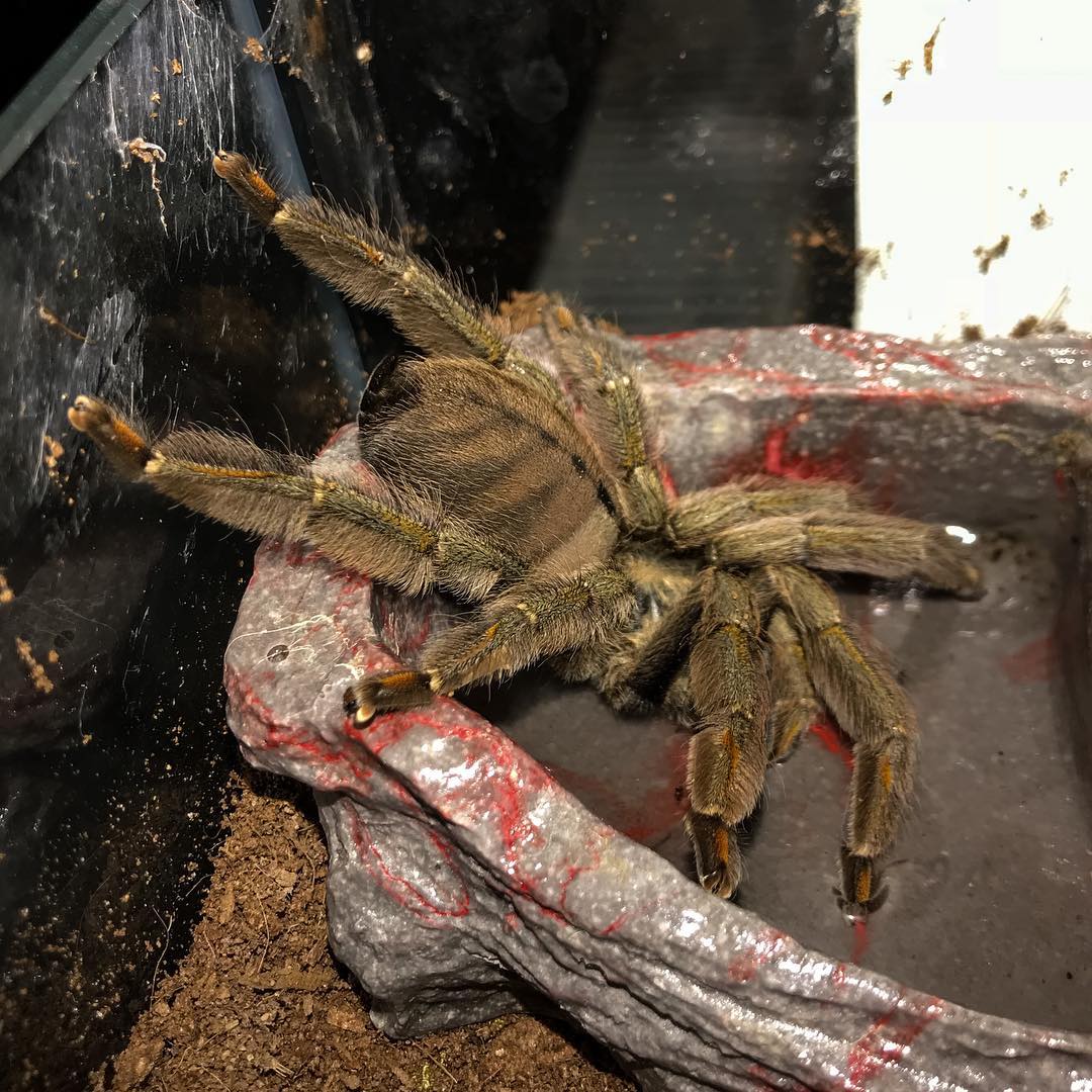 Psalmopoeus cambridgei "Maya" | Tarantula Forum