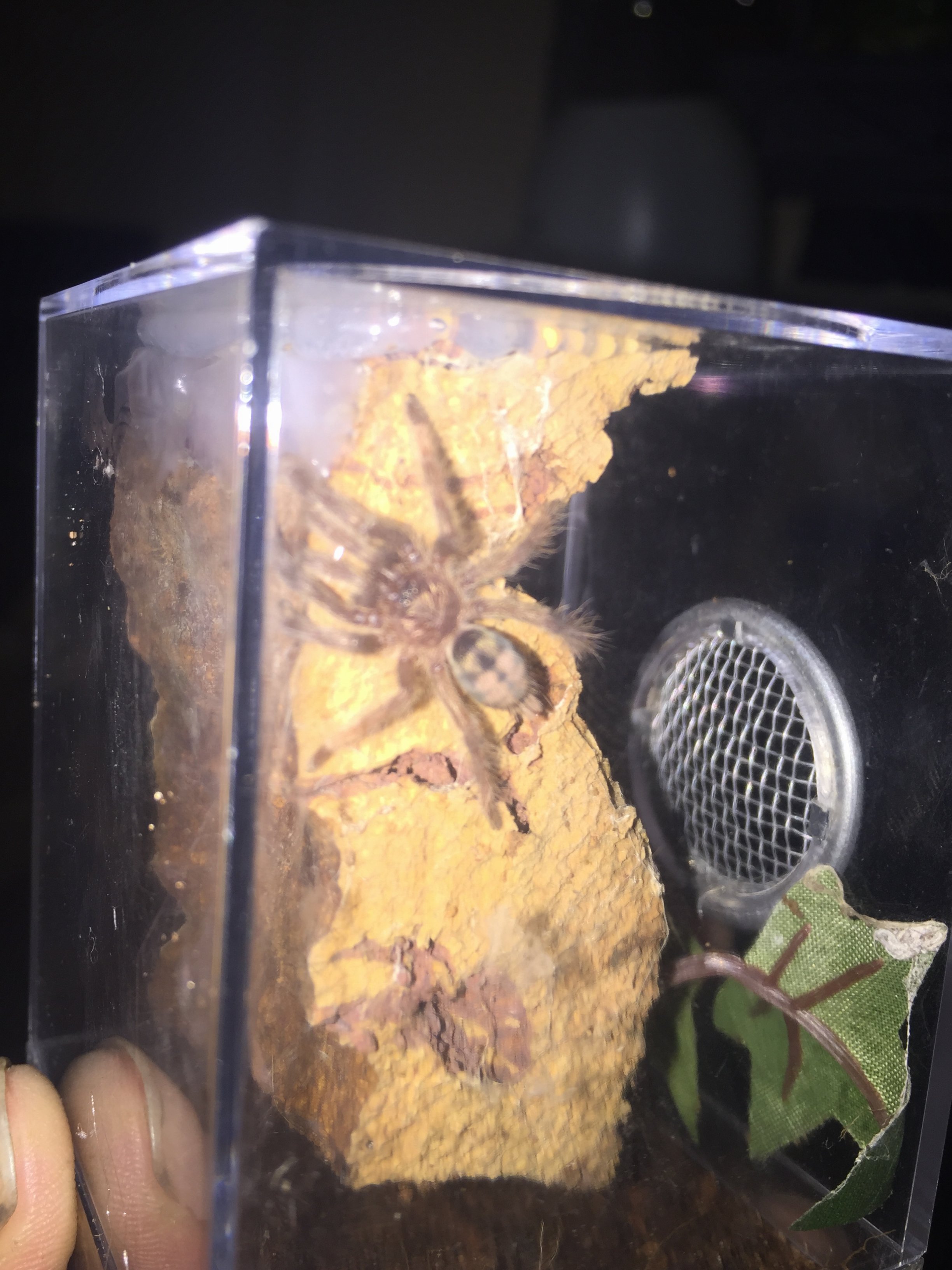 Psalmopoeus cambridgei | Tarantula Forum