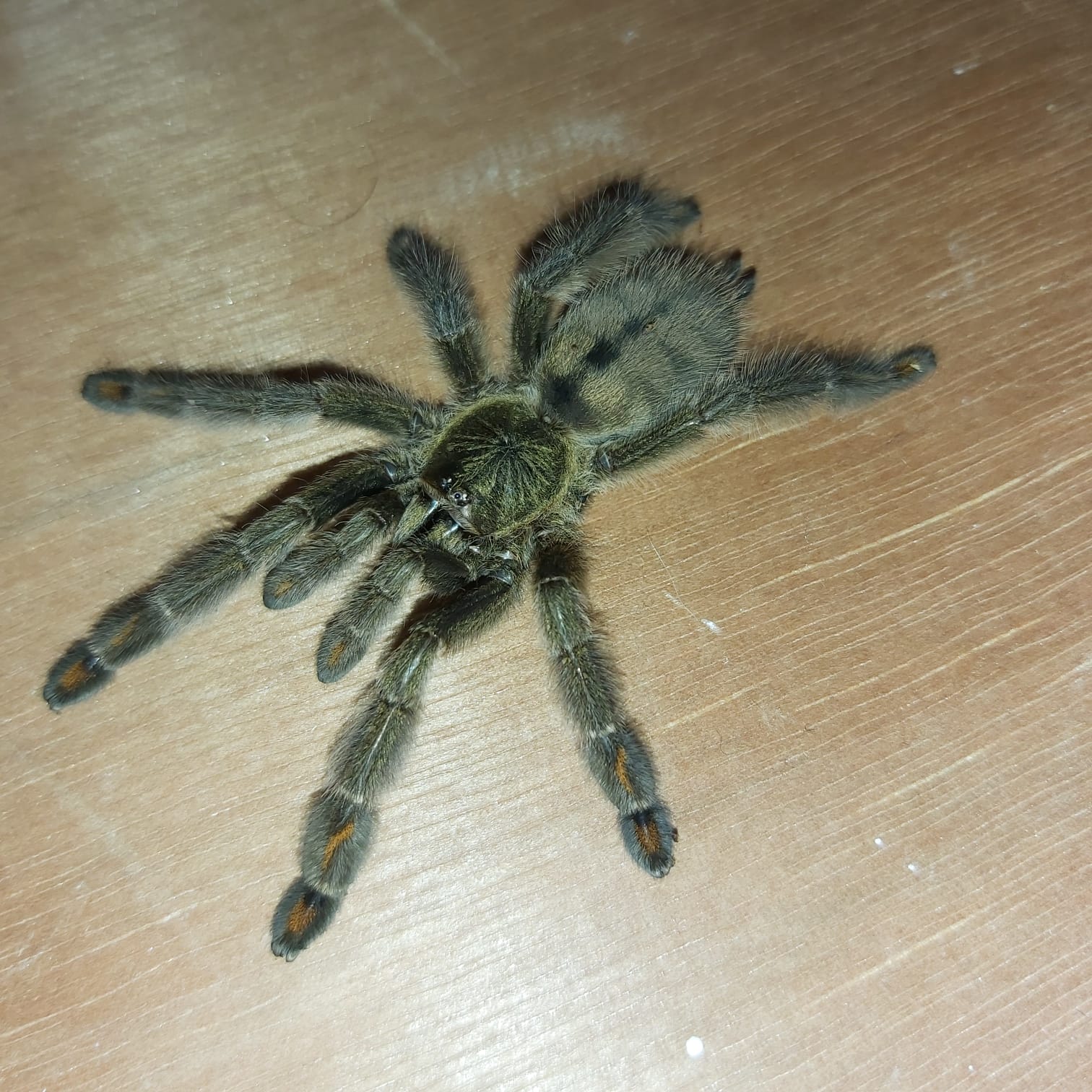 Psalmopoeus Cambridgei | Tarantula Forum