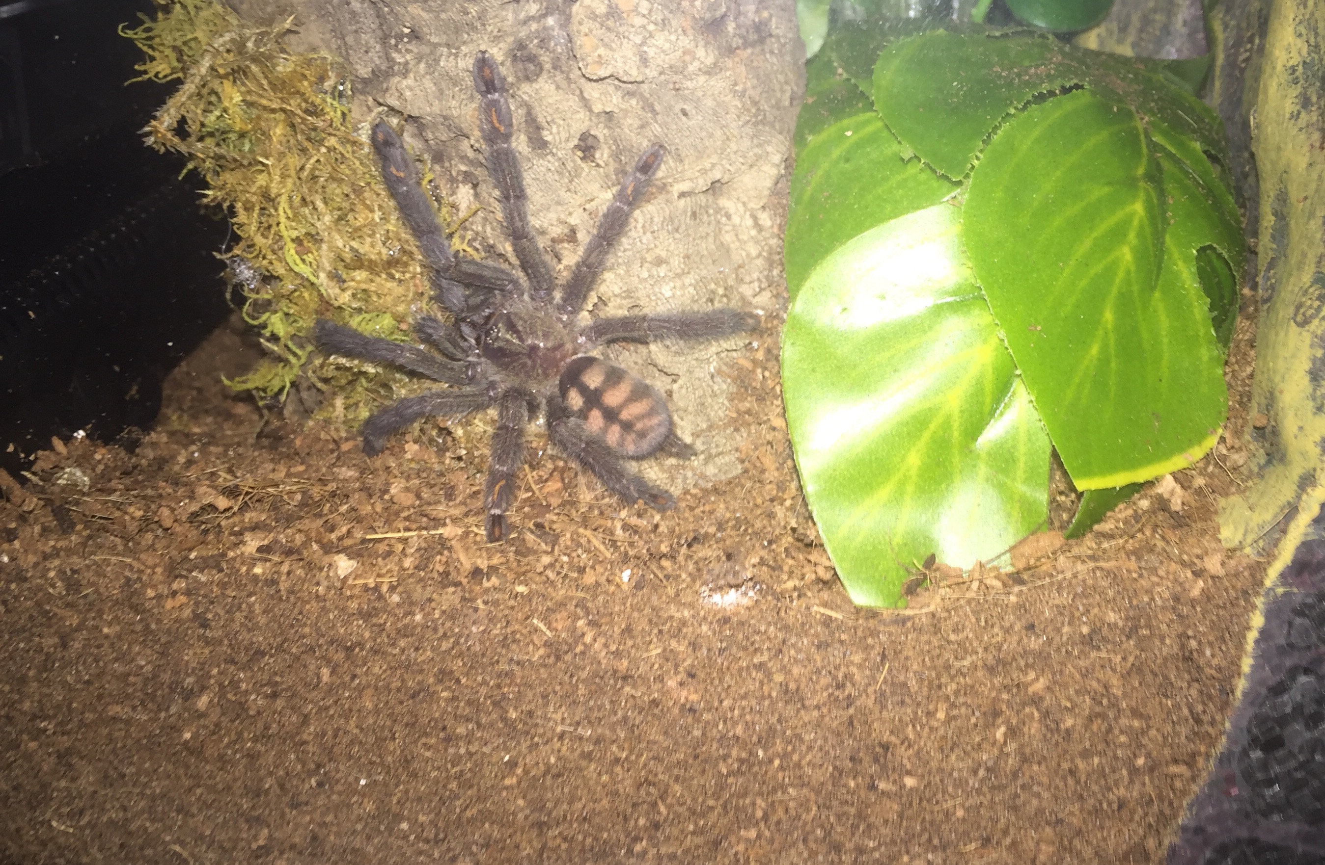 Psalmopoeus irminia | Tarantula Forum