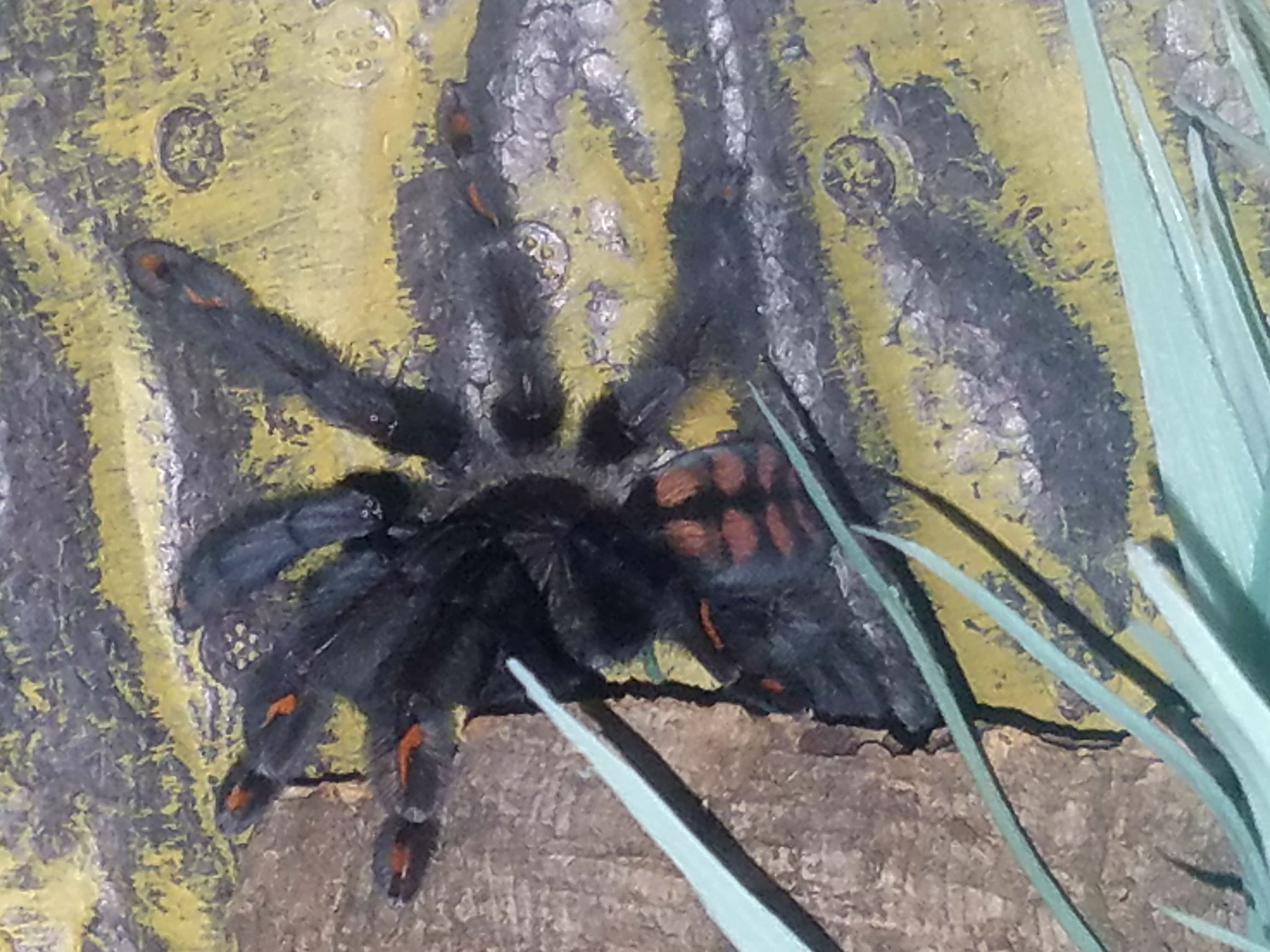 Psalmopoeus irminia | Tarantula Forum