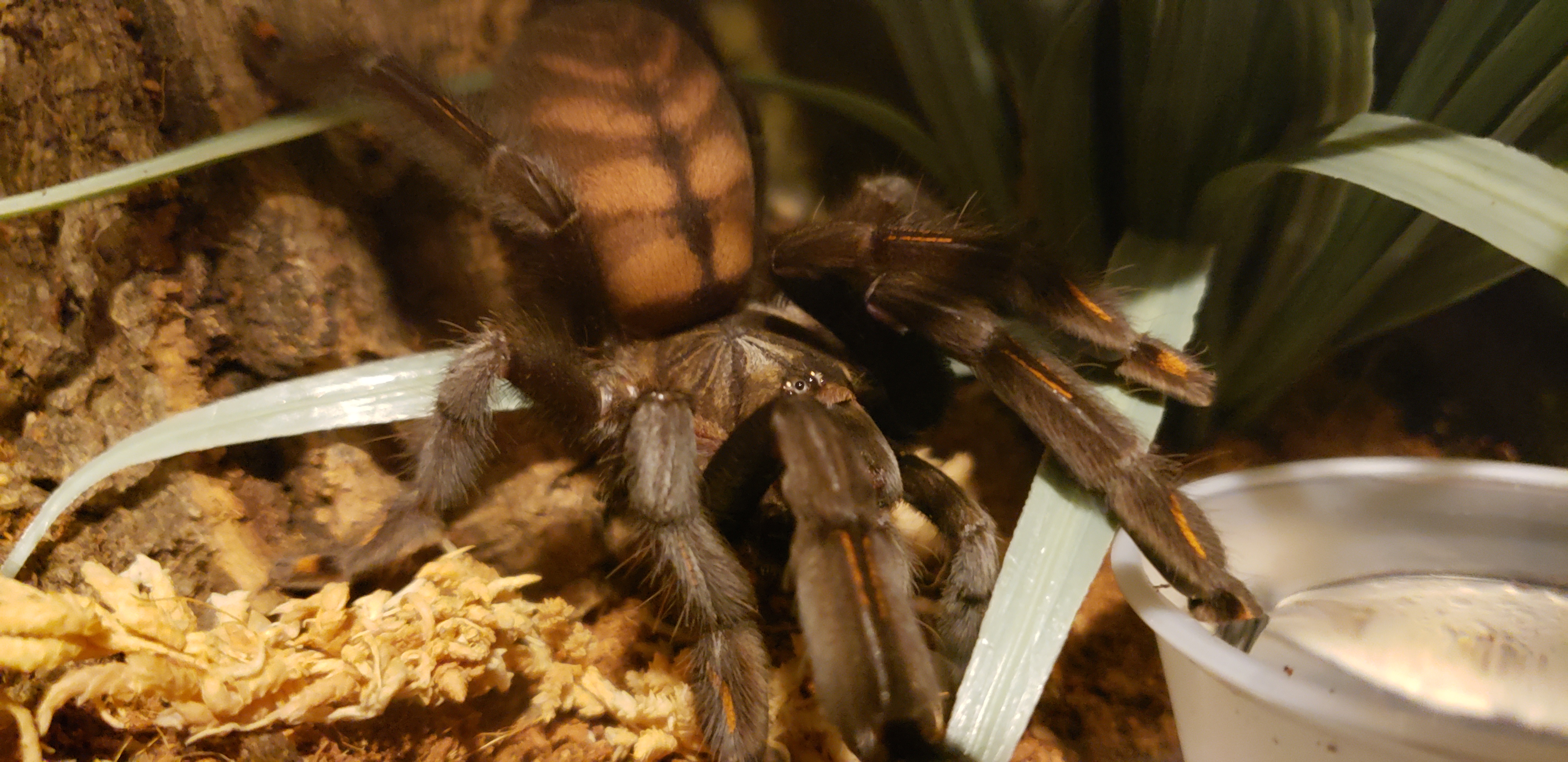Psalmopoeus irminia | Tarantula Forum